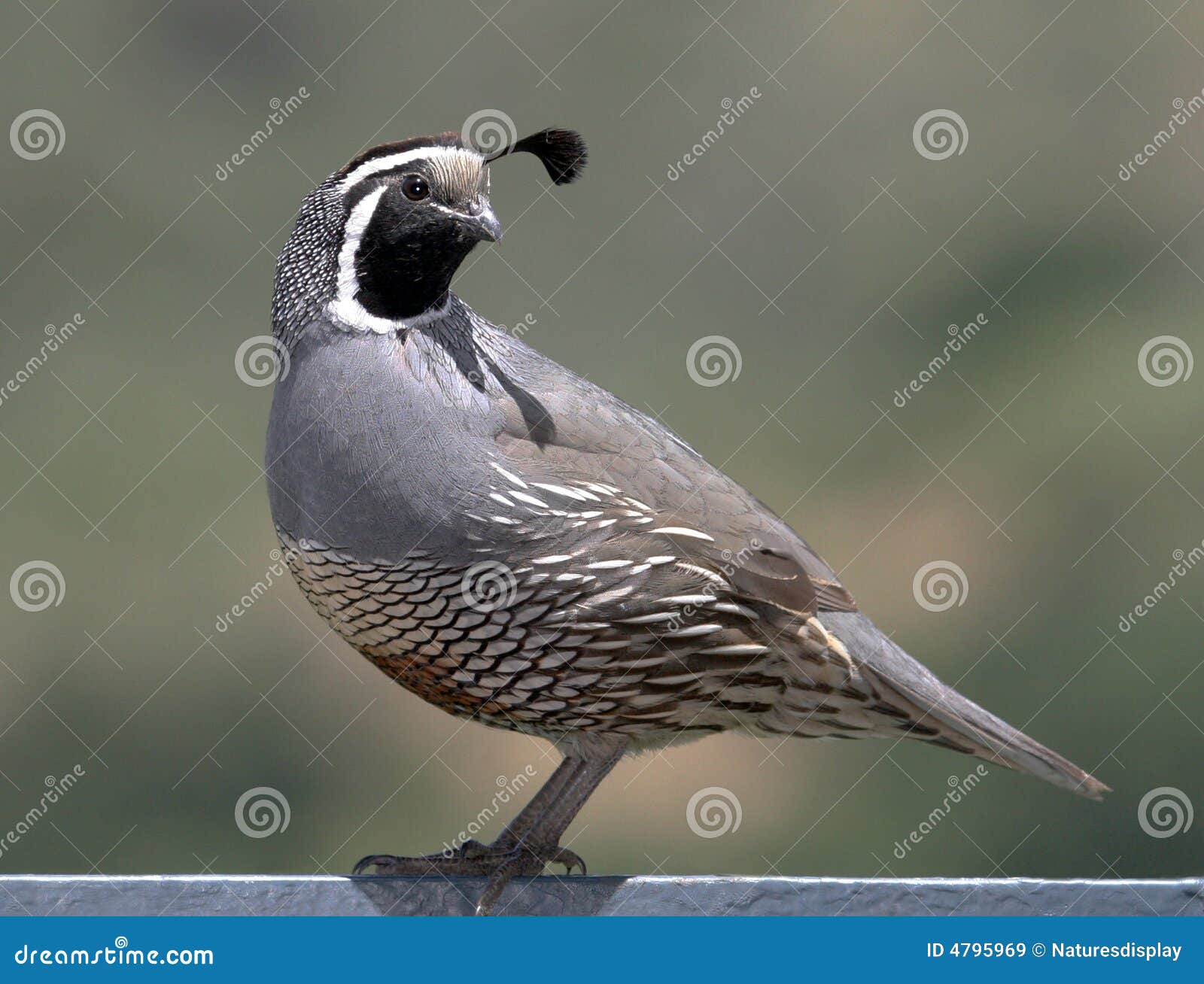 California Quail stock image. Image of white, standing - 4795969