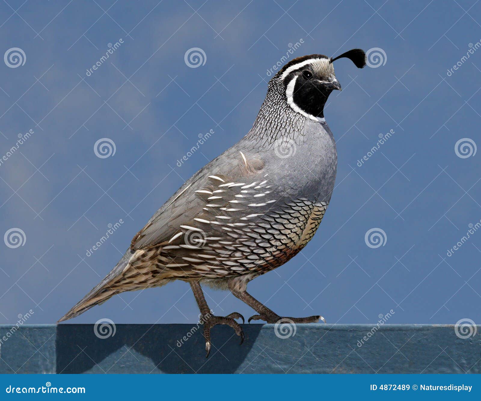 California Quail stock image. Image of gray, feathers - 4872489