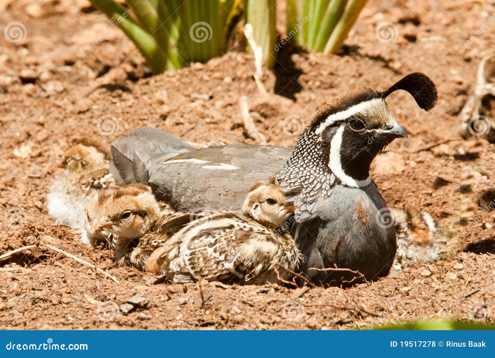 California Quail and Chicks Stock Photo - Image of male, garden: 19517278