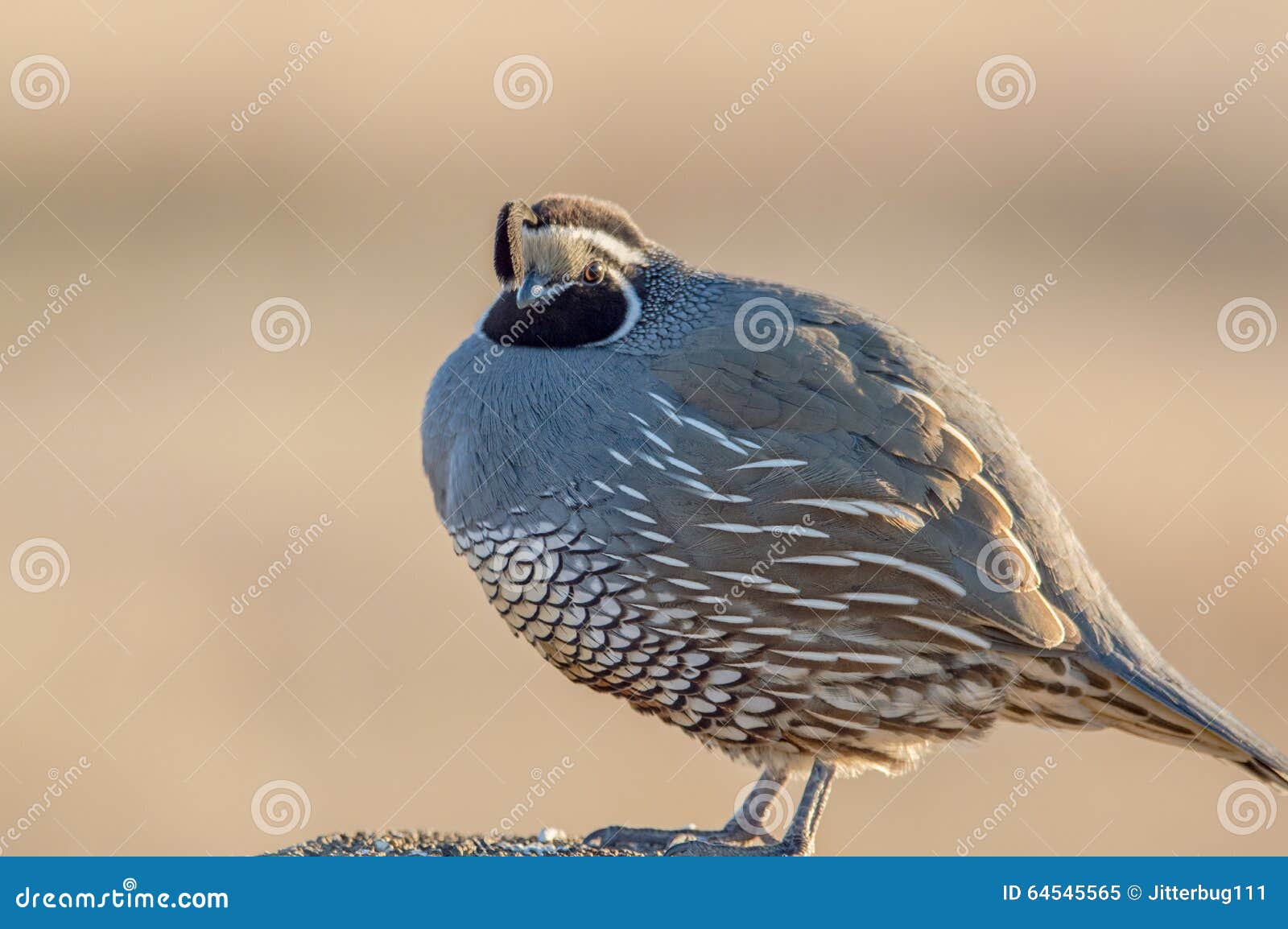 California Quail stock image. Image of fence, wings, sunset - 64545565
