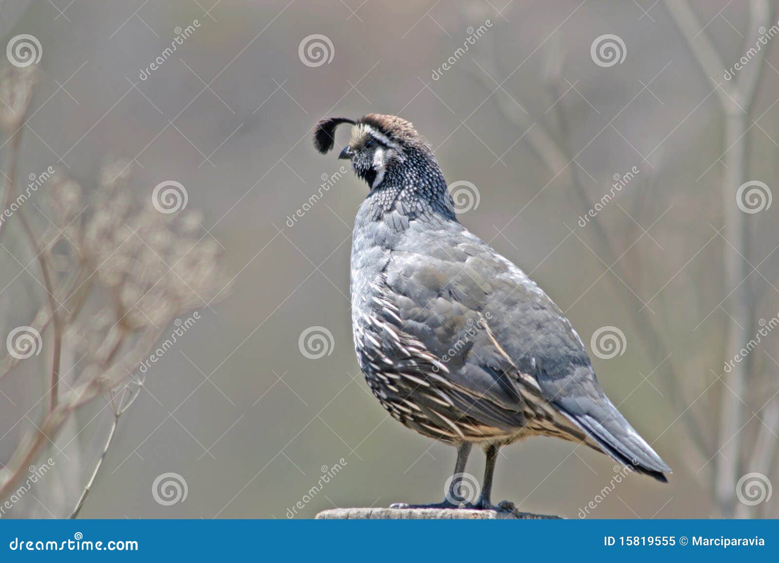 California Quail on Post 4498 Stock Image - Image of feathers, quail ...