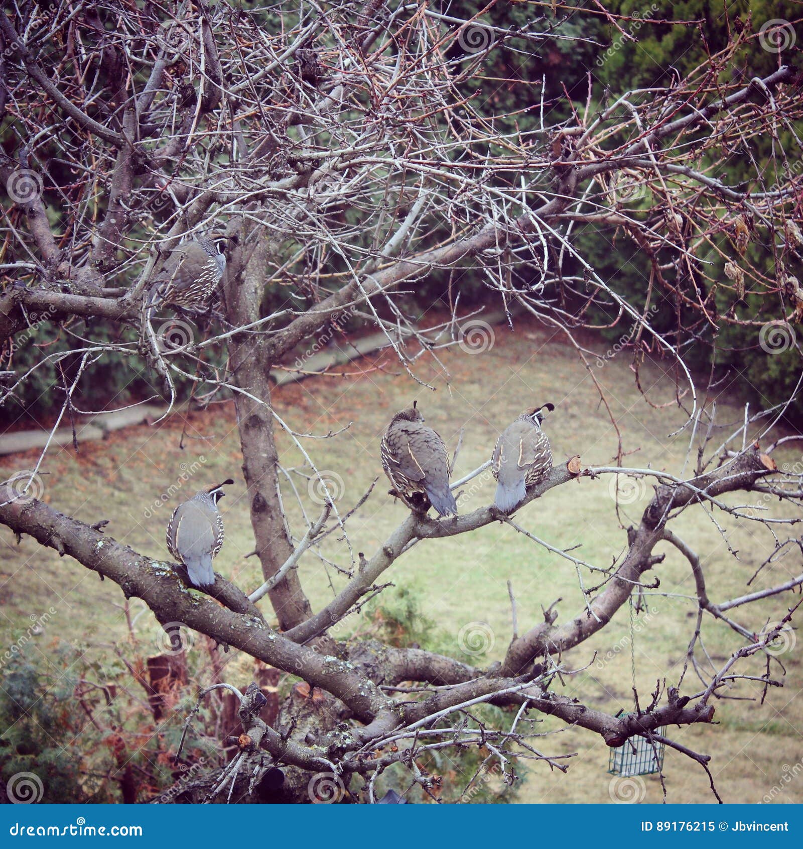 California Quails on Bare Tree Branches Stock Image - Image of spring ...