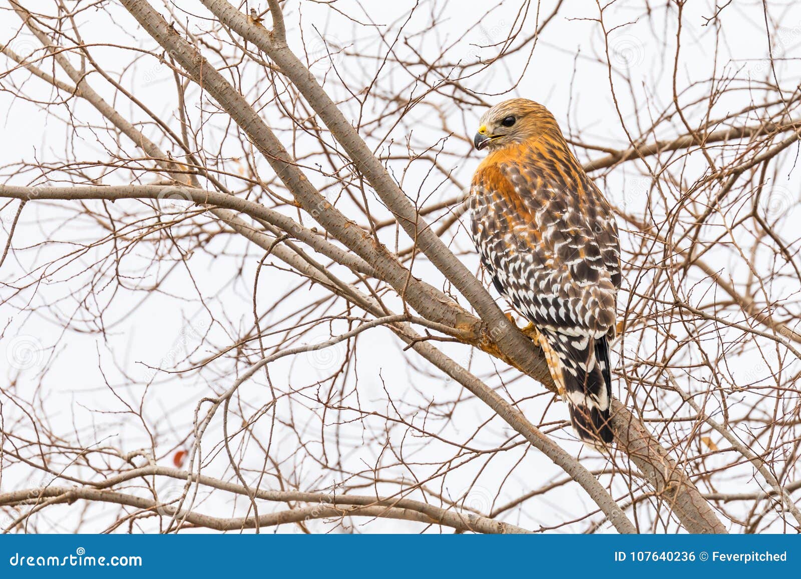 California Red Hawk Watching from a Tree. Stock Photo - Image of tree ...