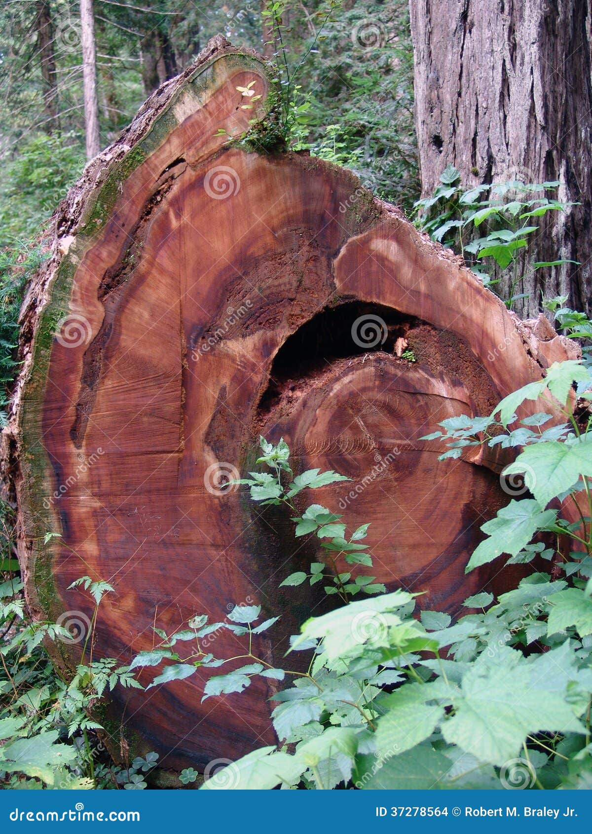 California Redwood Trees stock photo. Image of northern - 37278564