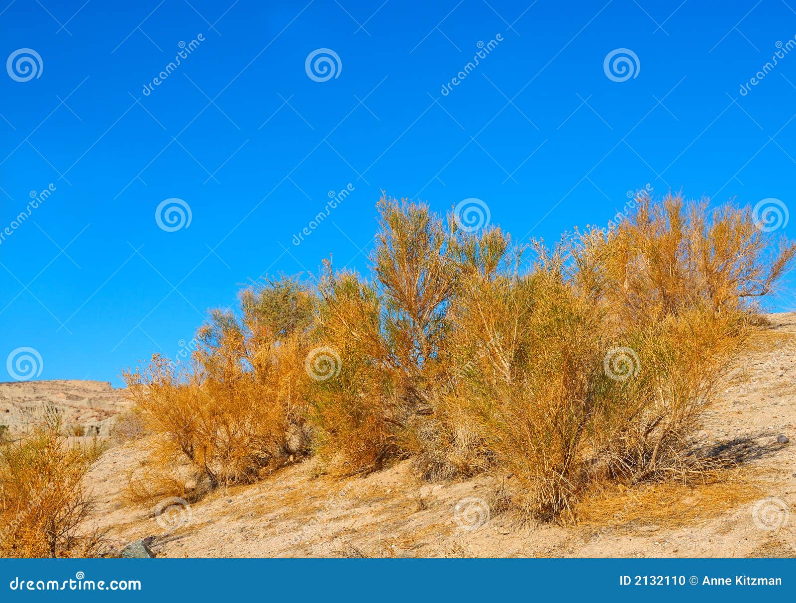 California Sagebrush stock photo. Image of botanical, desert - 2132110