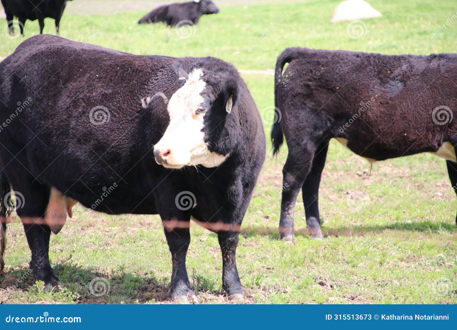 California Scenery Black Baldy And Black Angus Cattle In Field