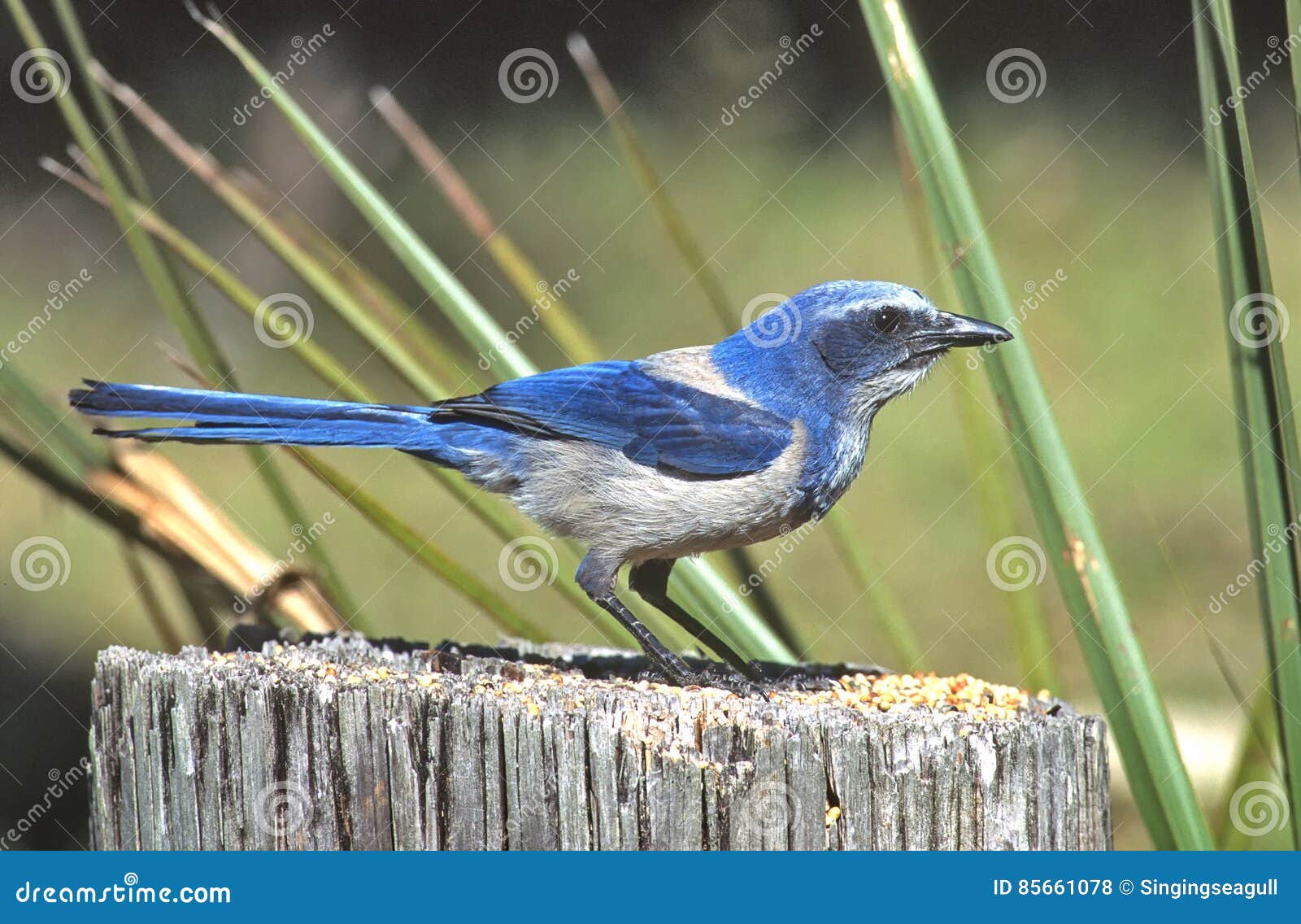 California Scrub Jay stock photo. Image of american, bird - 85661078