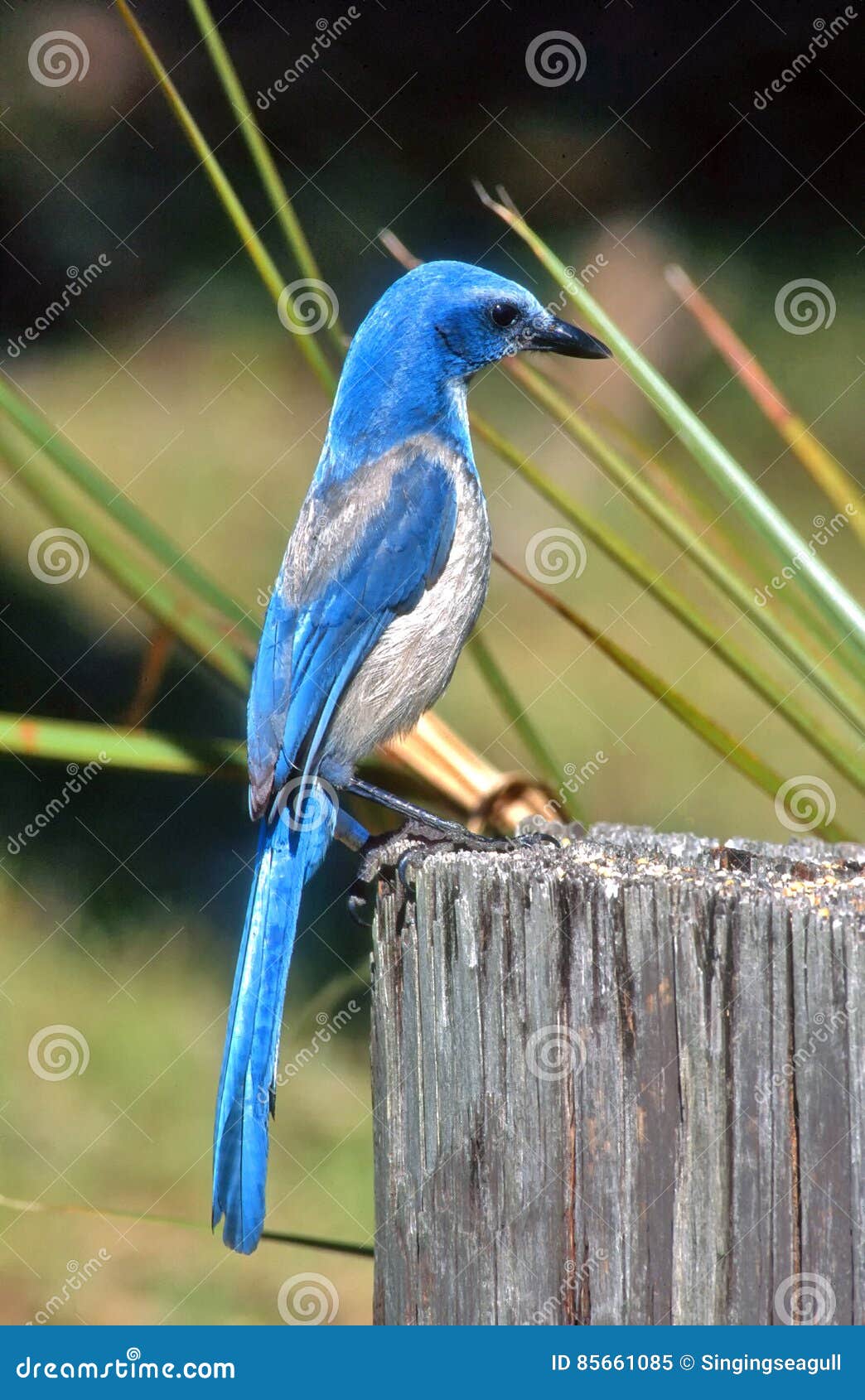 California Scrub Jay stock image. Image of ornithological - 85661085