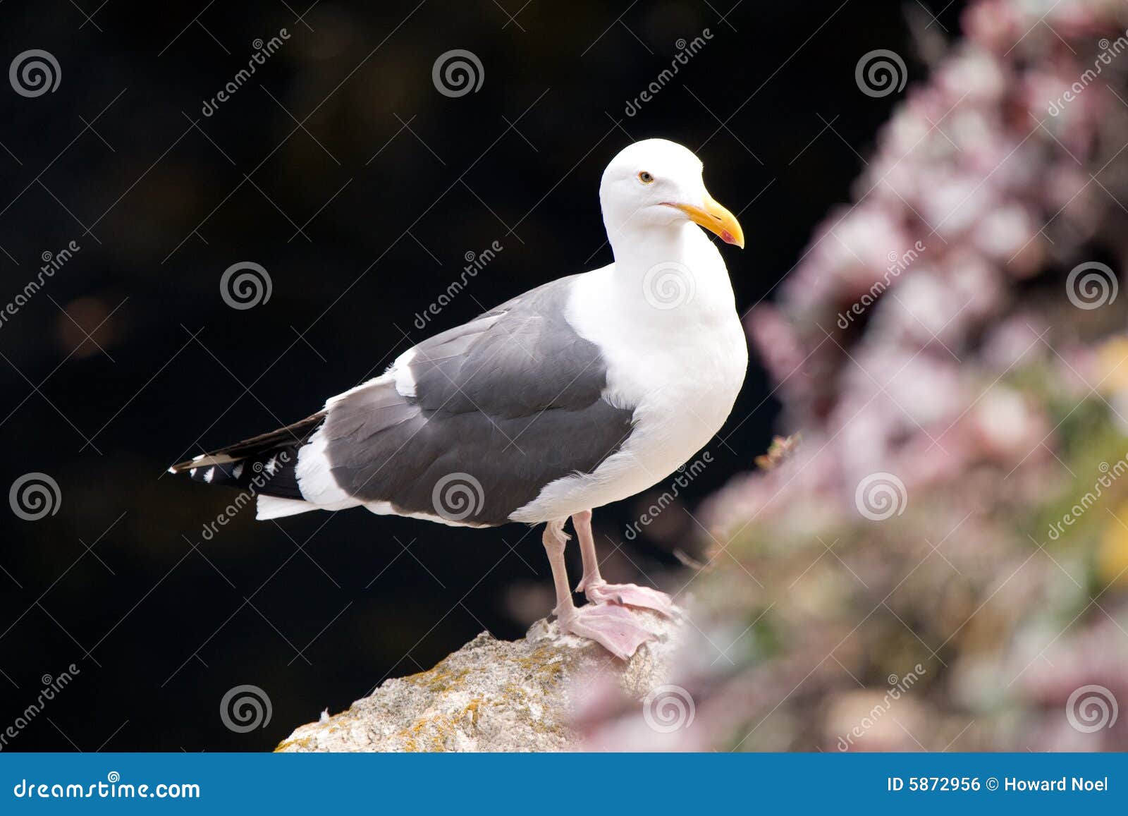 California seagull stock photo. Image of black, animal - 5872956