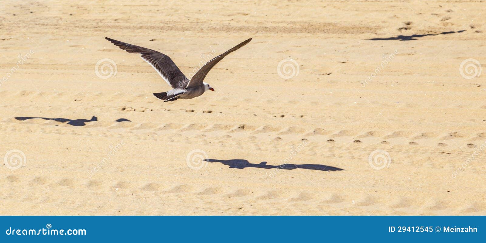 California Seagull Flying Over Sandy Beach Stock Image - Image of noise ...
