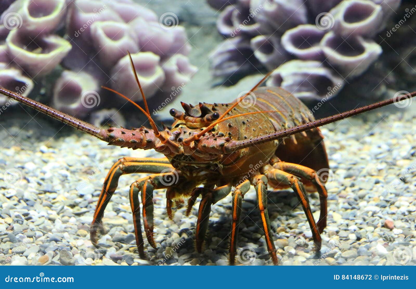 Spiny Lobster - Palinurus Elephas. Underwater Shot Of Lobster On The ...