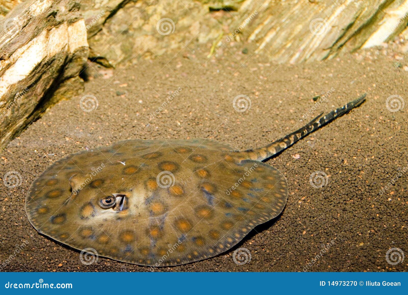 California Spotted Stingray Stock Photo - Image of spotted, urolophus ...