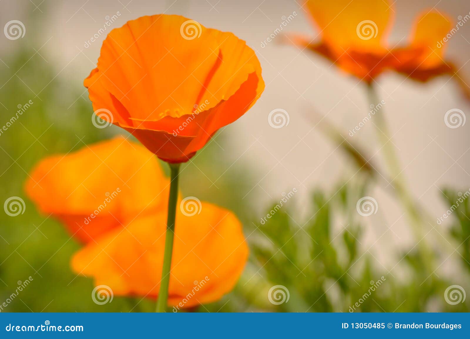 California State Poppy stock image. Image of nature, idyllic - 13050485