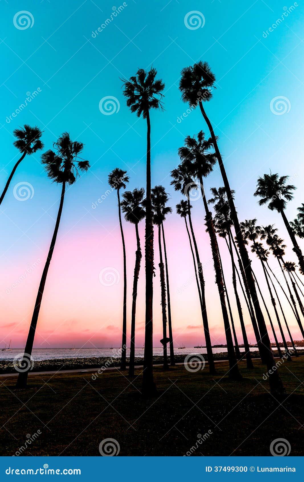 California Sunset Palm Tree Rows in Santa Barbara Stock Photo - Image ...