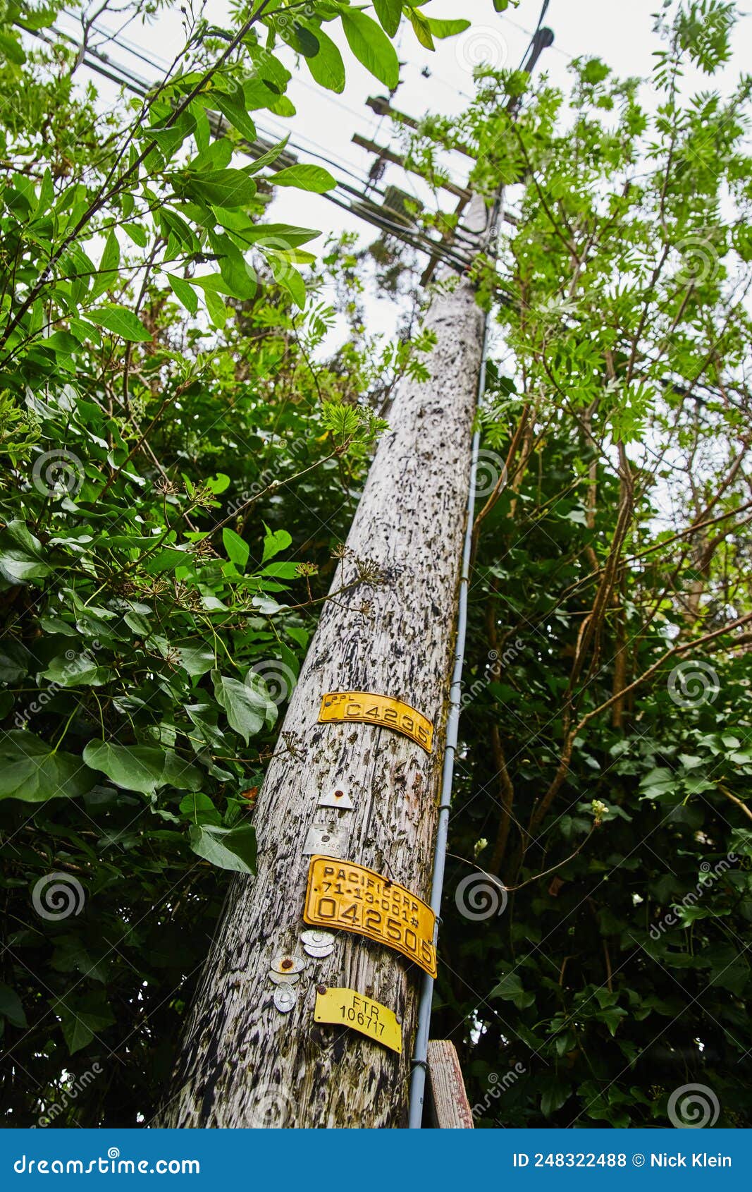 California Telephone Pole in Forest on Overcast Day Editorial Stock ...