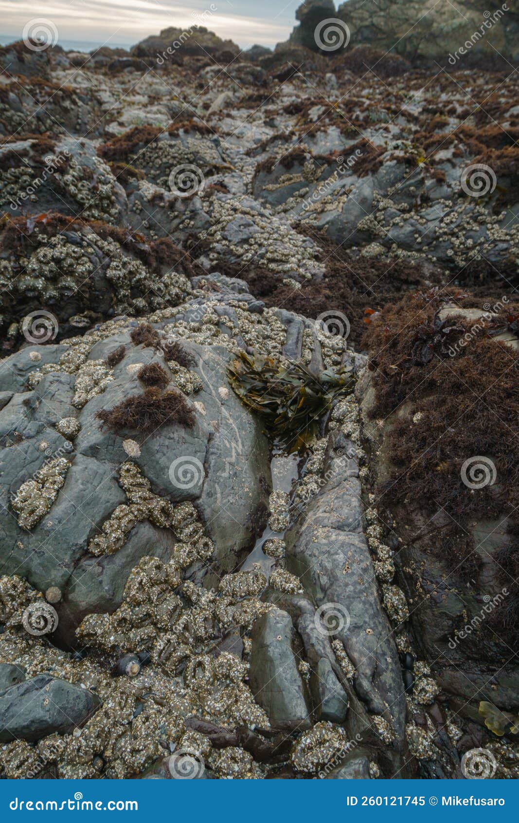 California Tide Pools at Low Tide Stock Image - Image of coastline ...