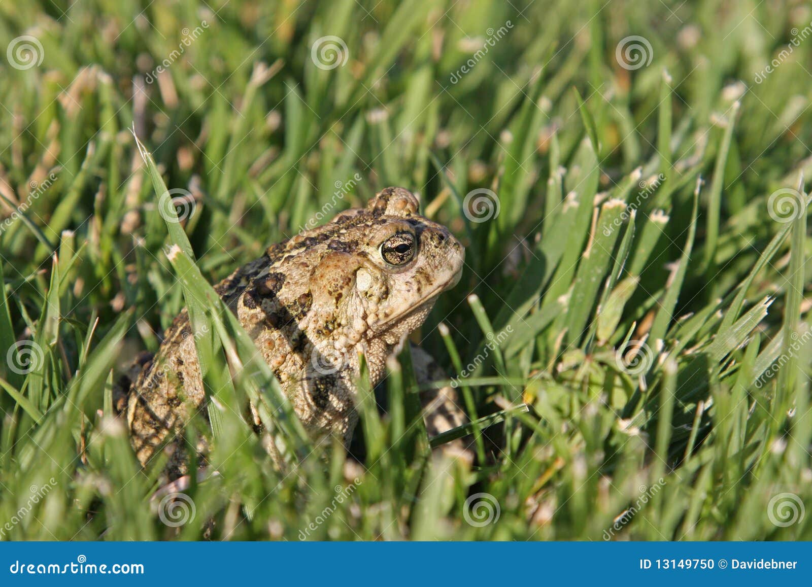California toad stock photo. Image of brown, closeup - 13149750