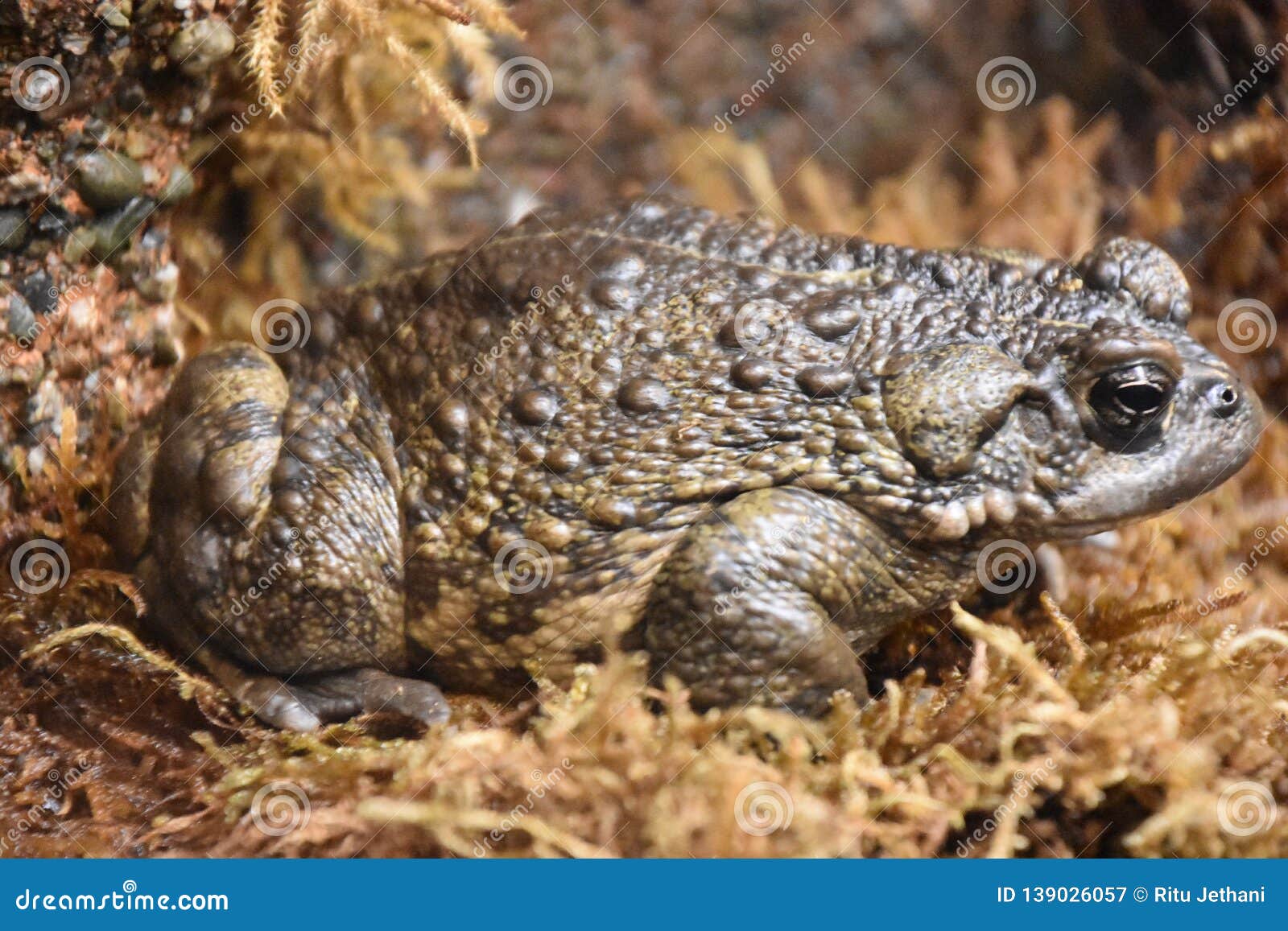 A California Toad stock image. Image of light, grass - 139026057