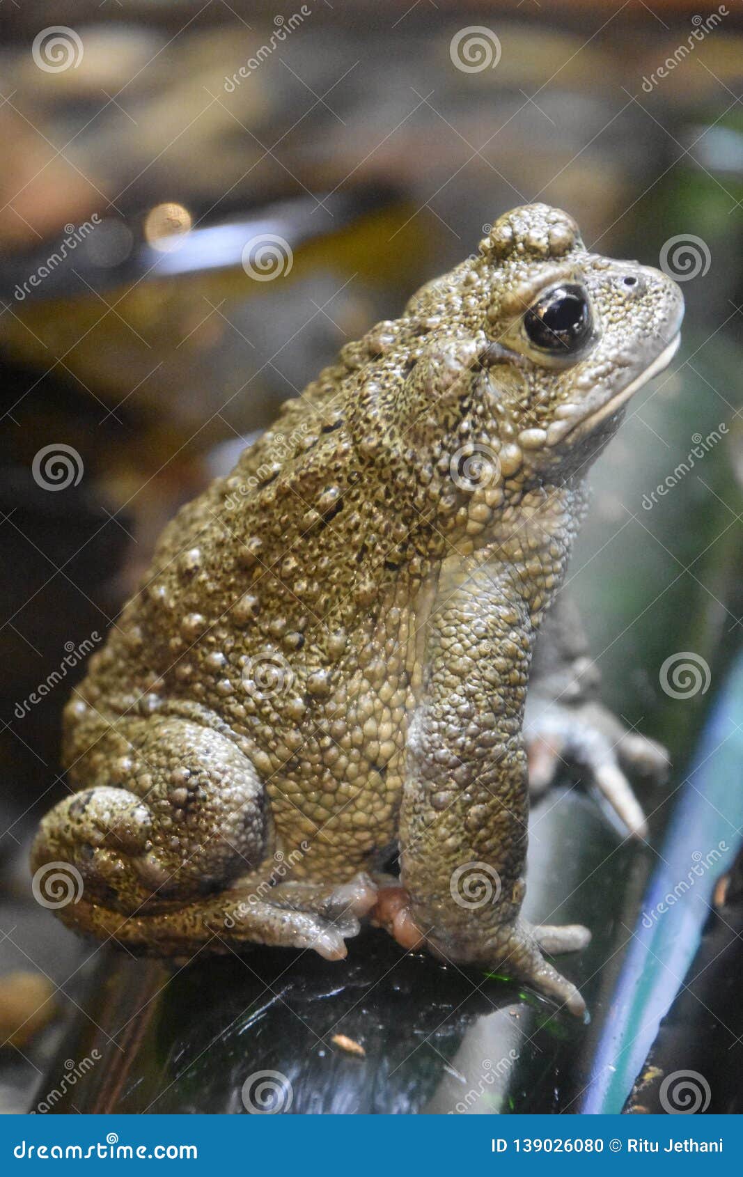 A California Toad stock photo. Image of slimy, droplets - 139026080