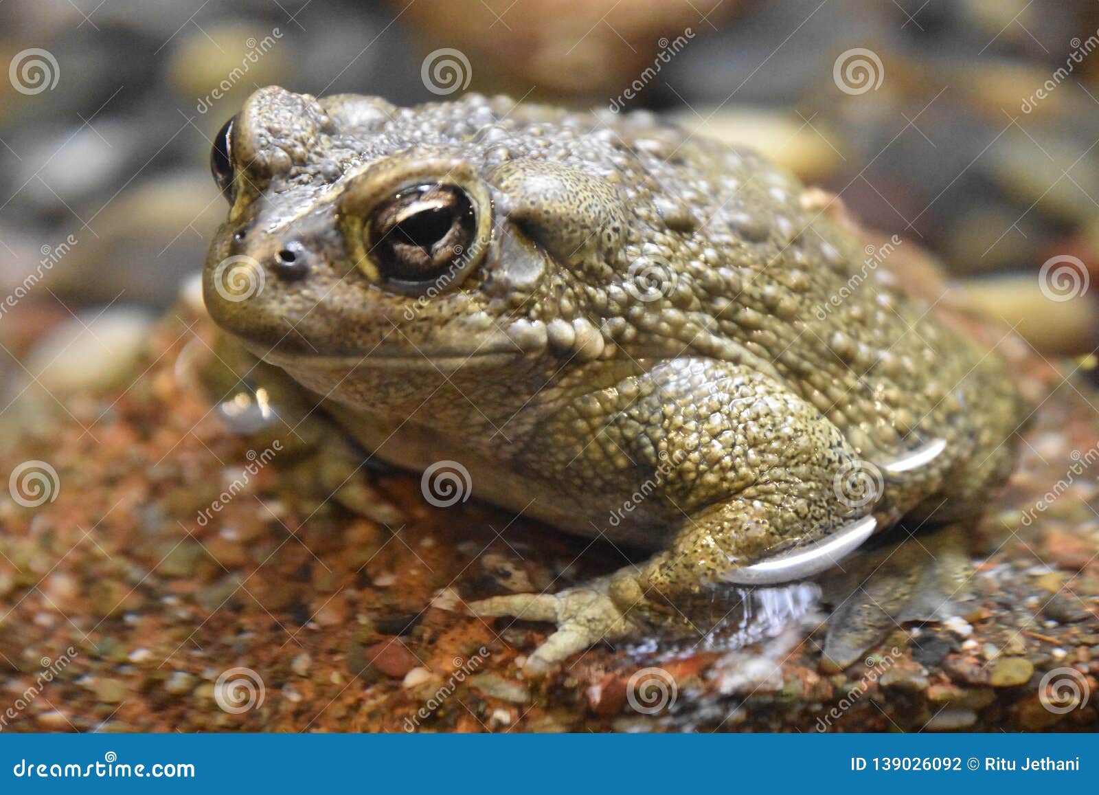 A California Toad stock photo. Image of santa, grass - 139026092