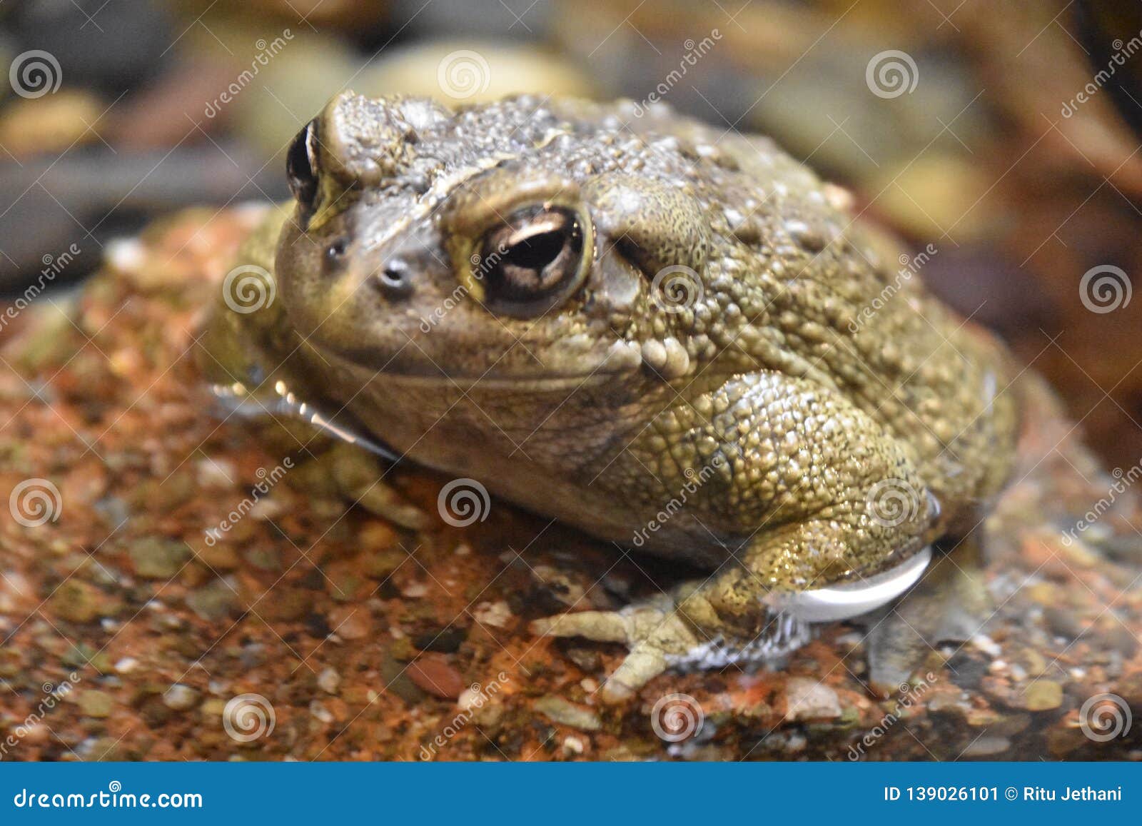A California Toad stock image. Image of large, brown - 139026101