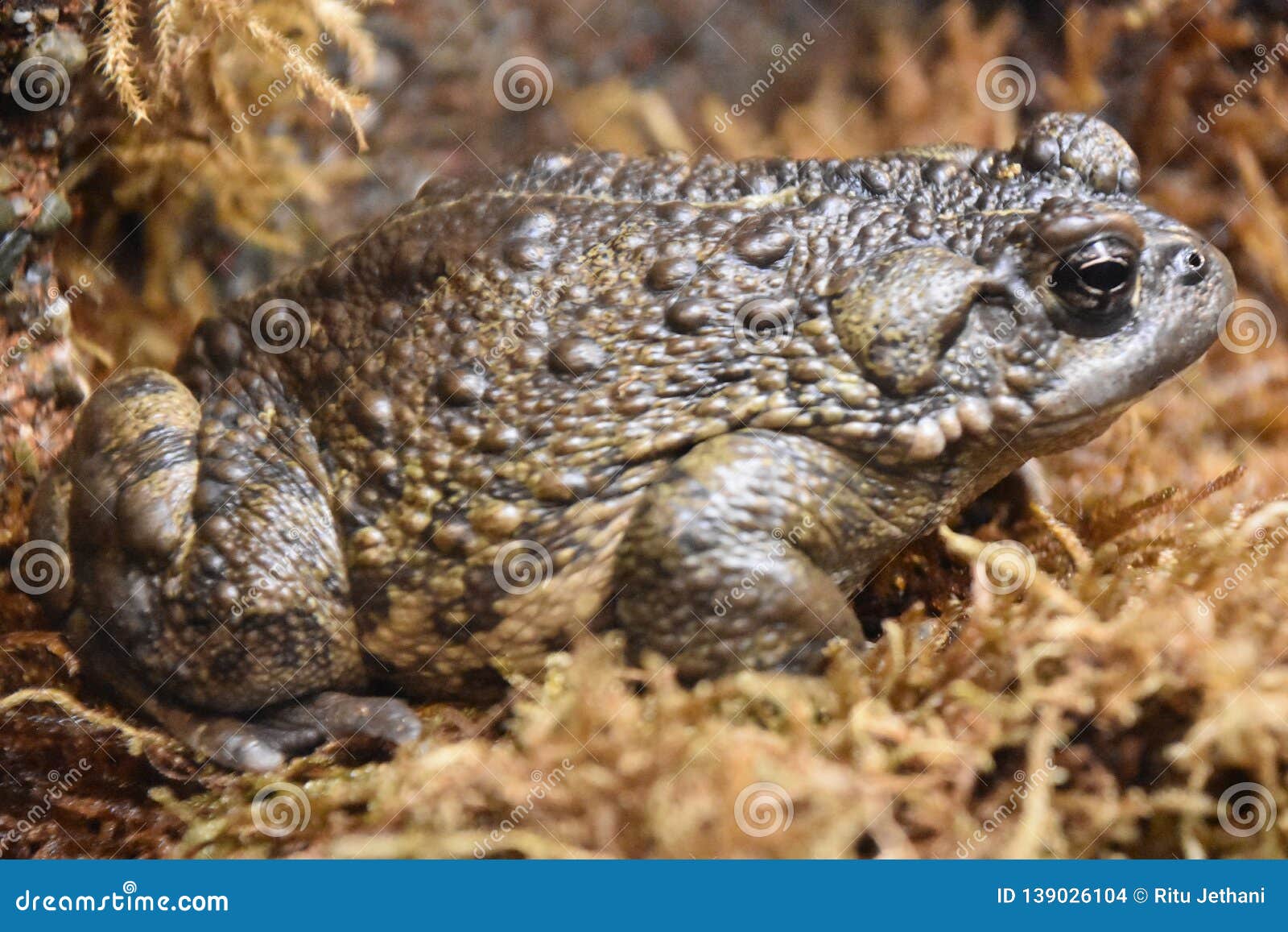 A California Toad stock photo. Image of halophilus, flash - 139026104