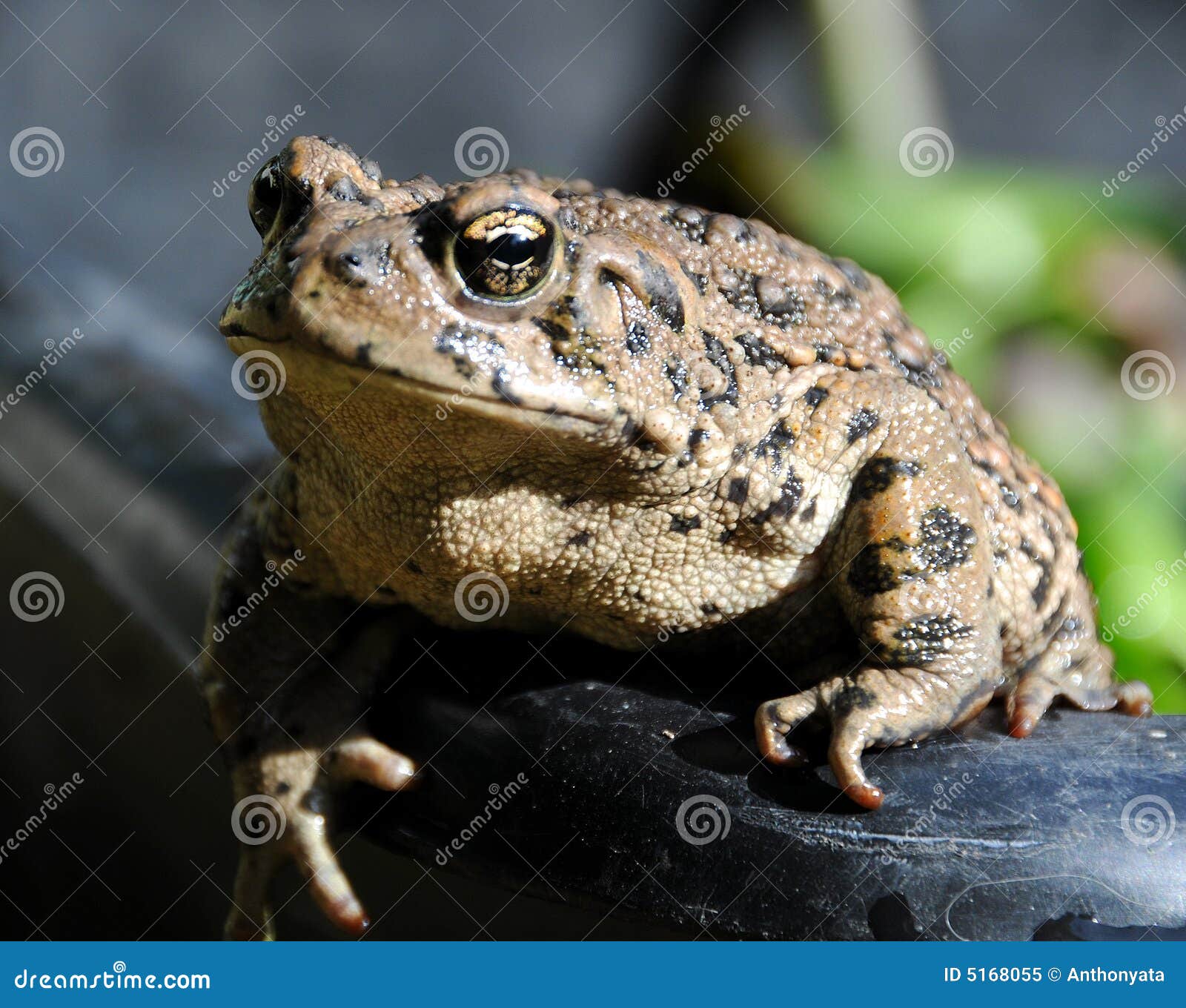 California Toad Basking in the Sun Stock Image - Image of hyacinth ...