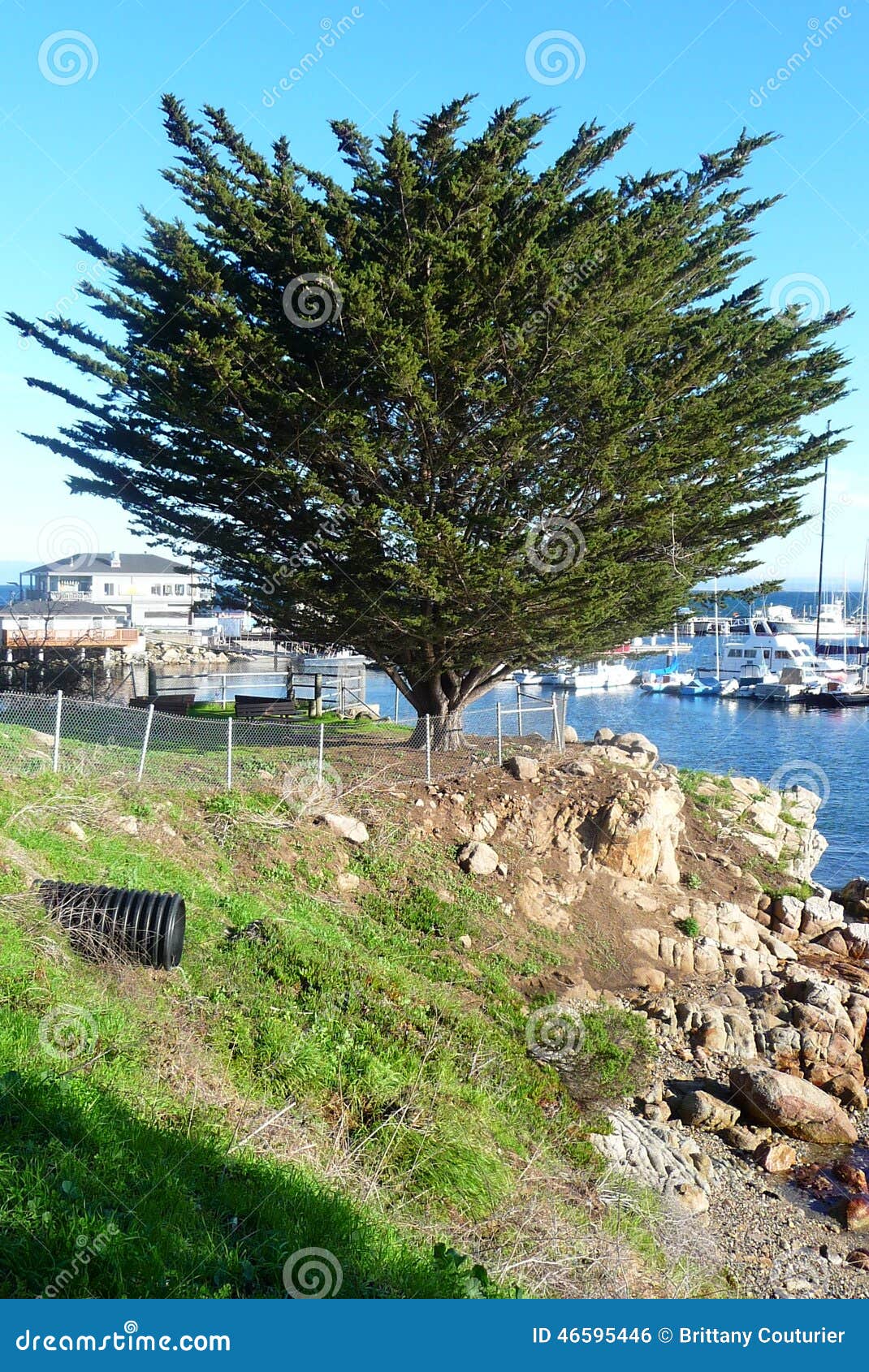 California Tree stock photo. Image of west, water, rocks - 46595446