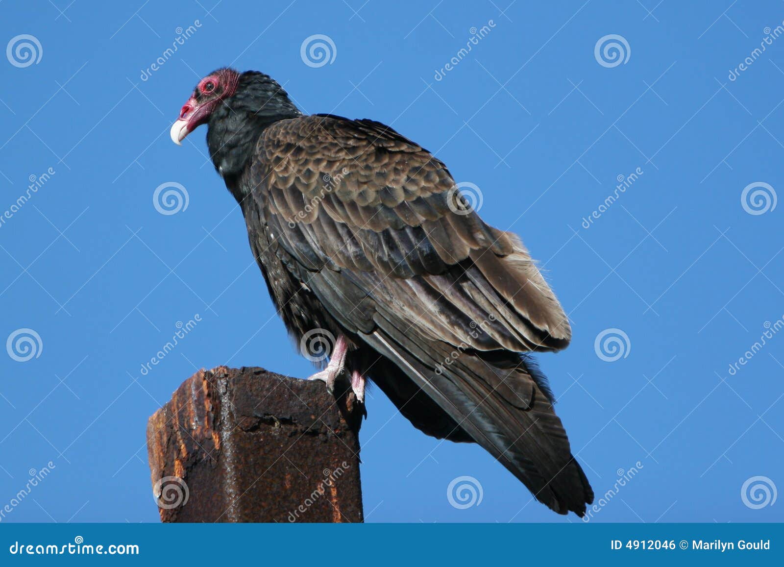 California Turkey Vulture stock photo. Image of common - 4912046