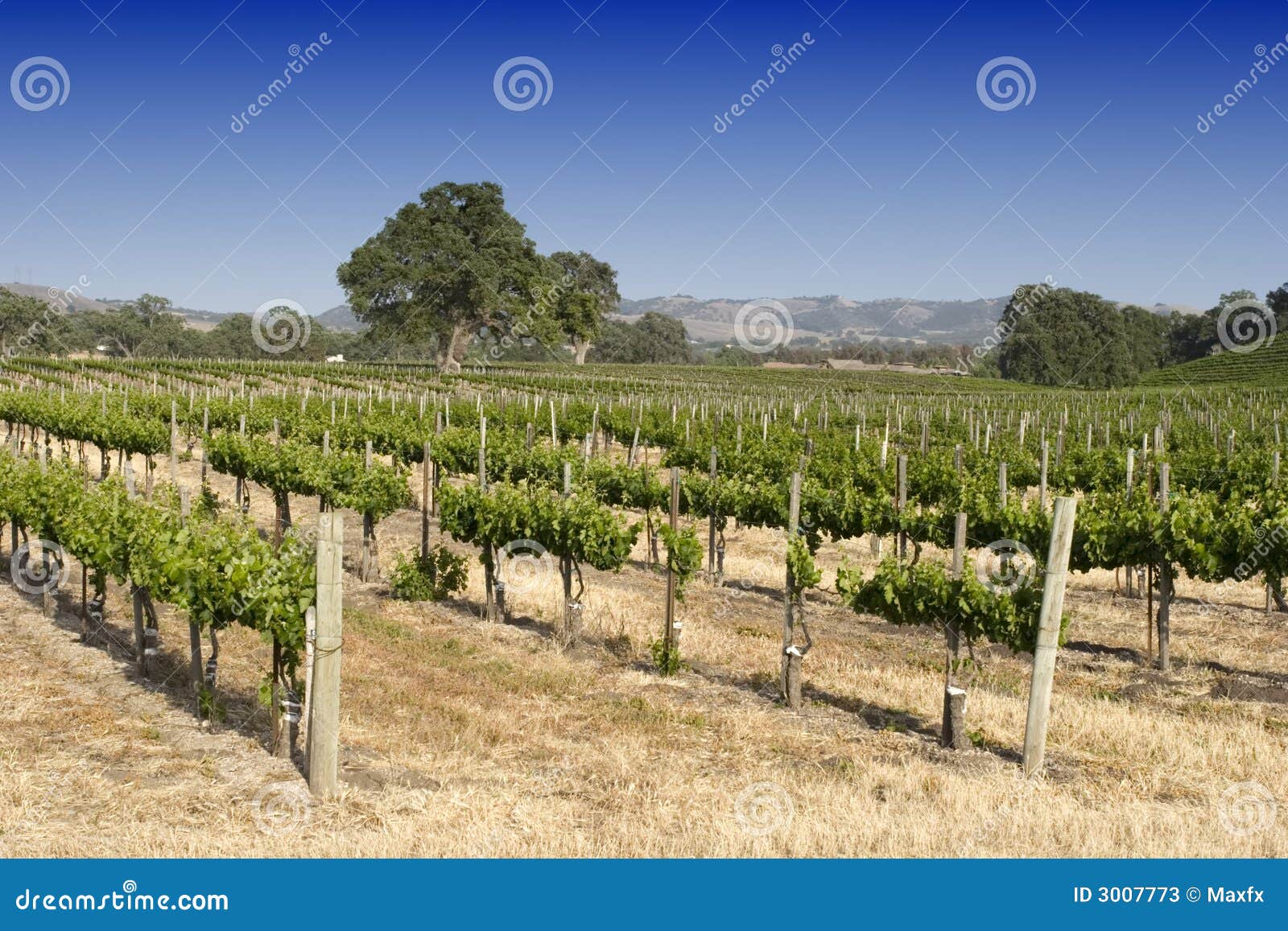 California vineyard stock image. Image of vineyard, farm - 3007773
