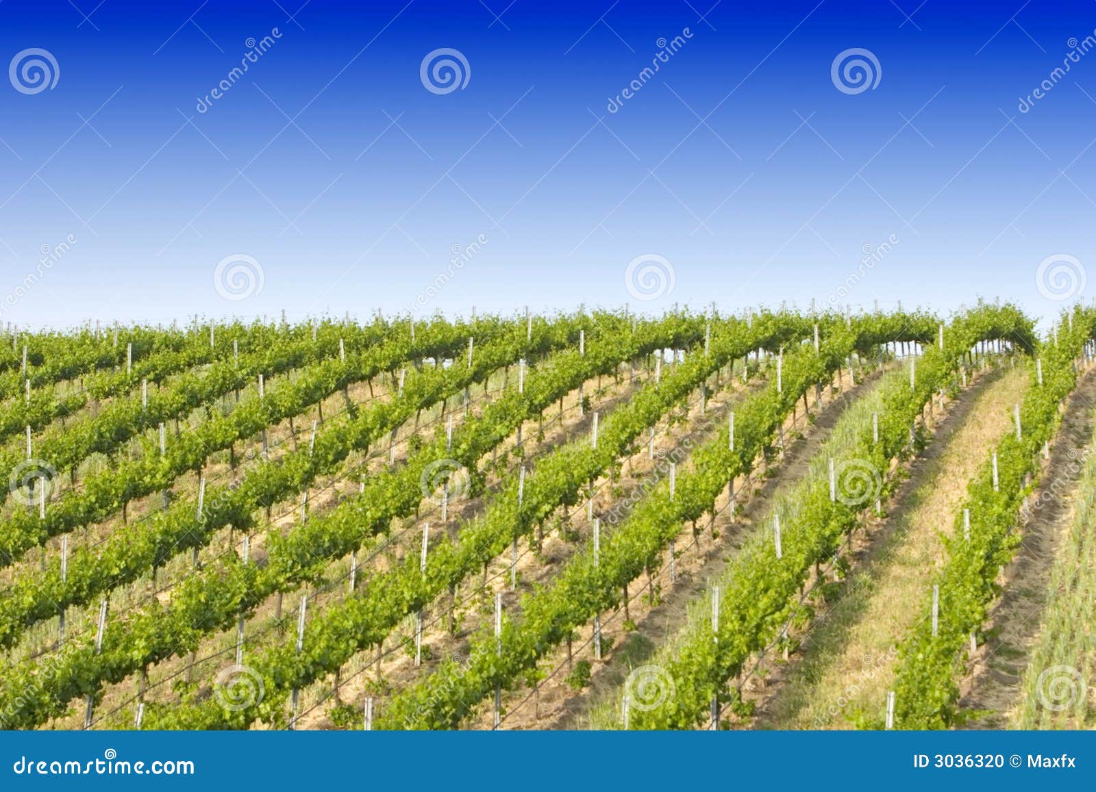 California vineyard stock photo. Image of wine, farm, california - 3036320