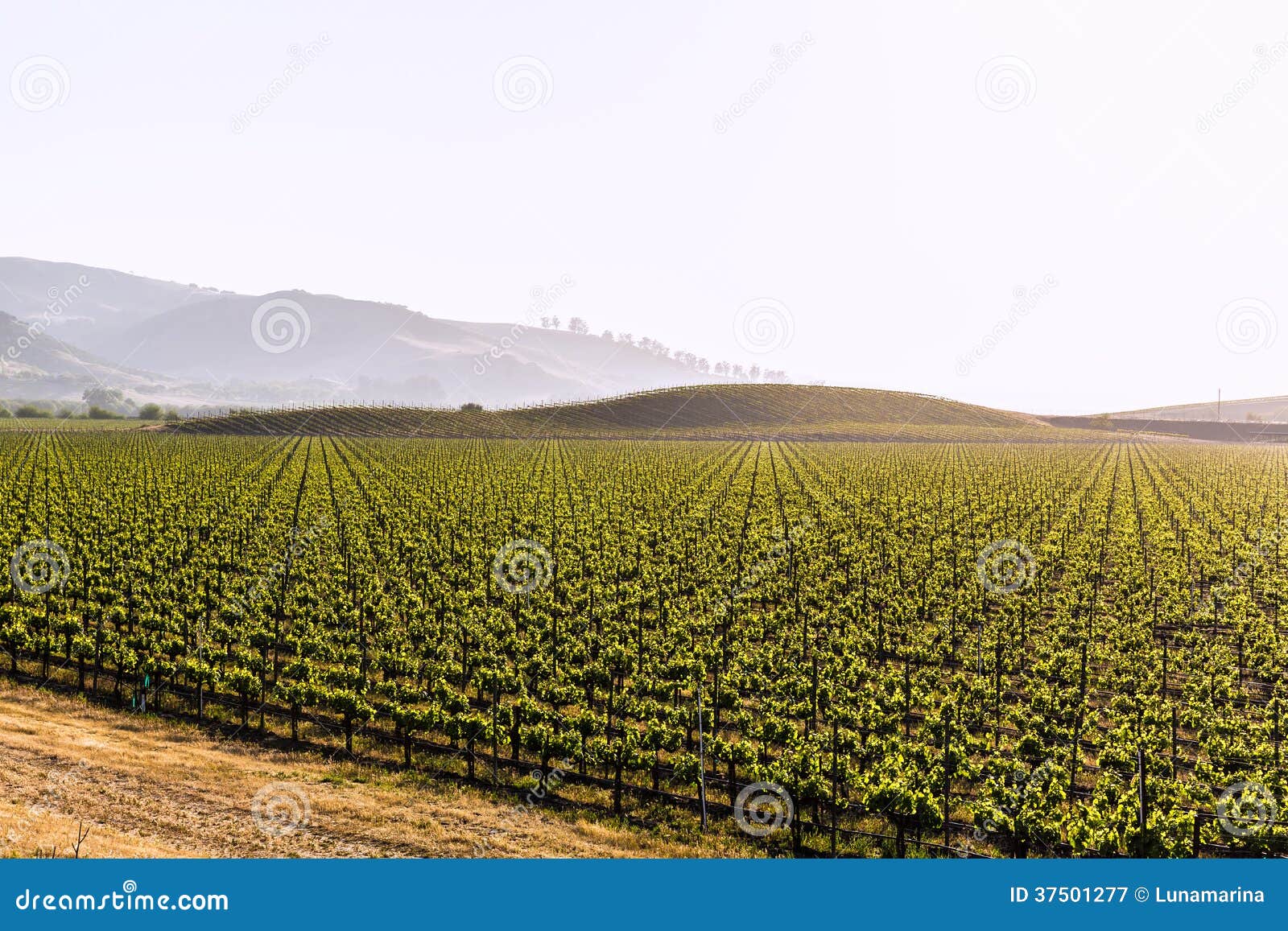 California Vineyard Field in US Stock Image - Image of grape, natural ...