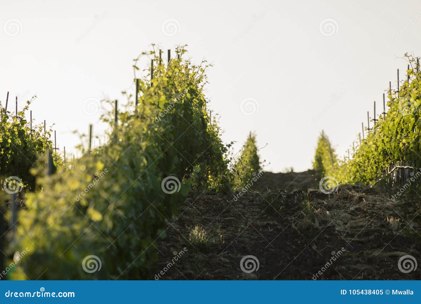 California Vineyard Looking Down a Row of Vines in Springtime Du Stock ...