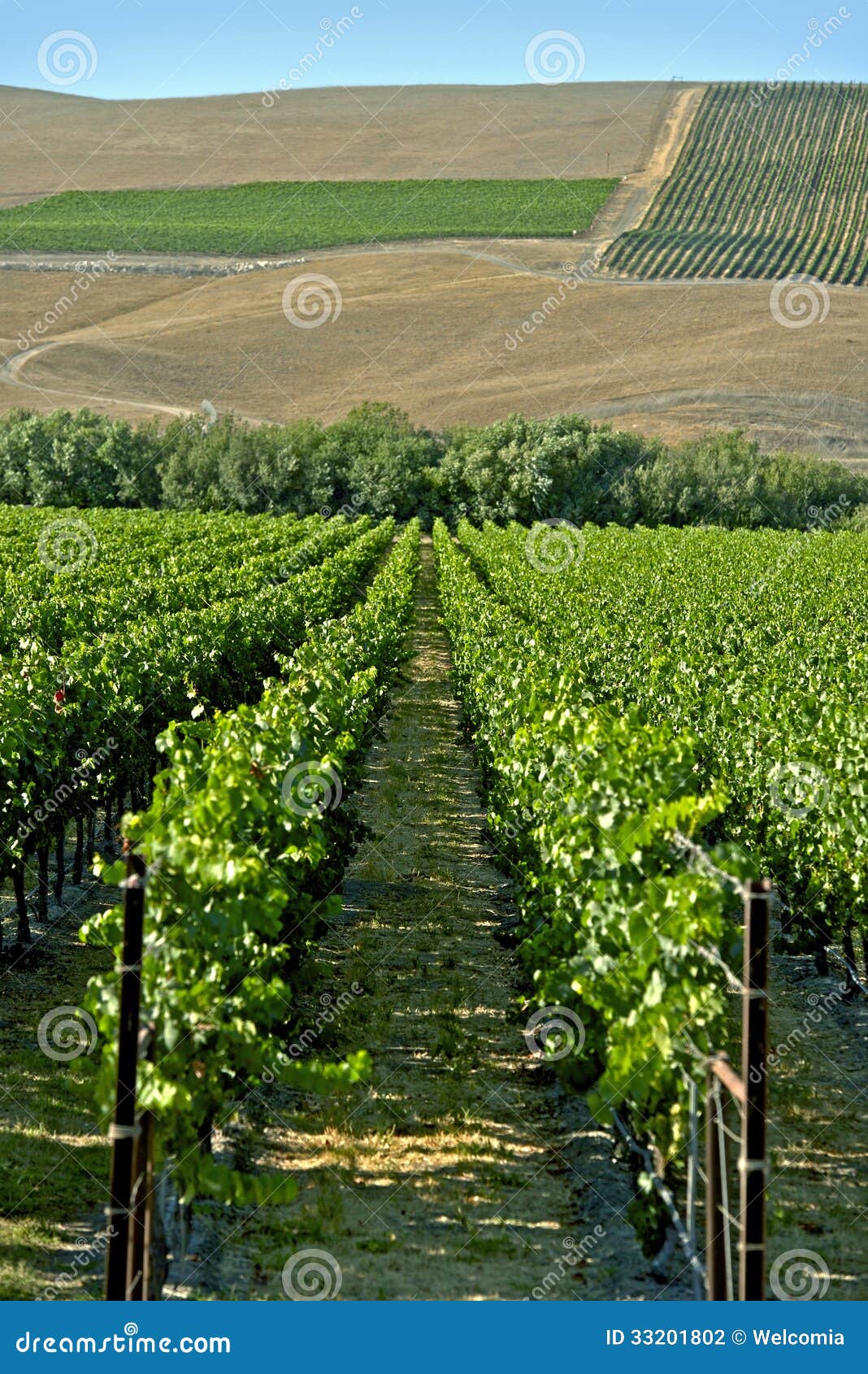 California Vineyard Rows stock photo. Image of agriculture - 33201802