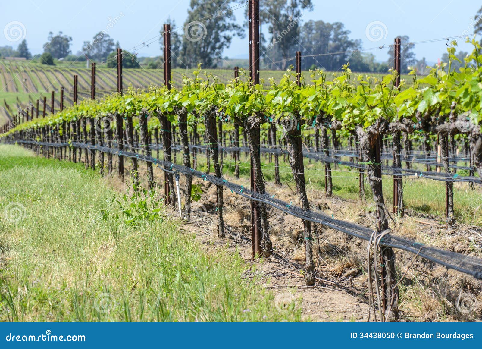 California Vineyard in Spring Stock Photo - Image of outdoor, grapevine ...