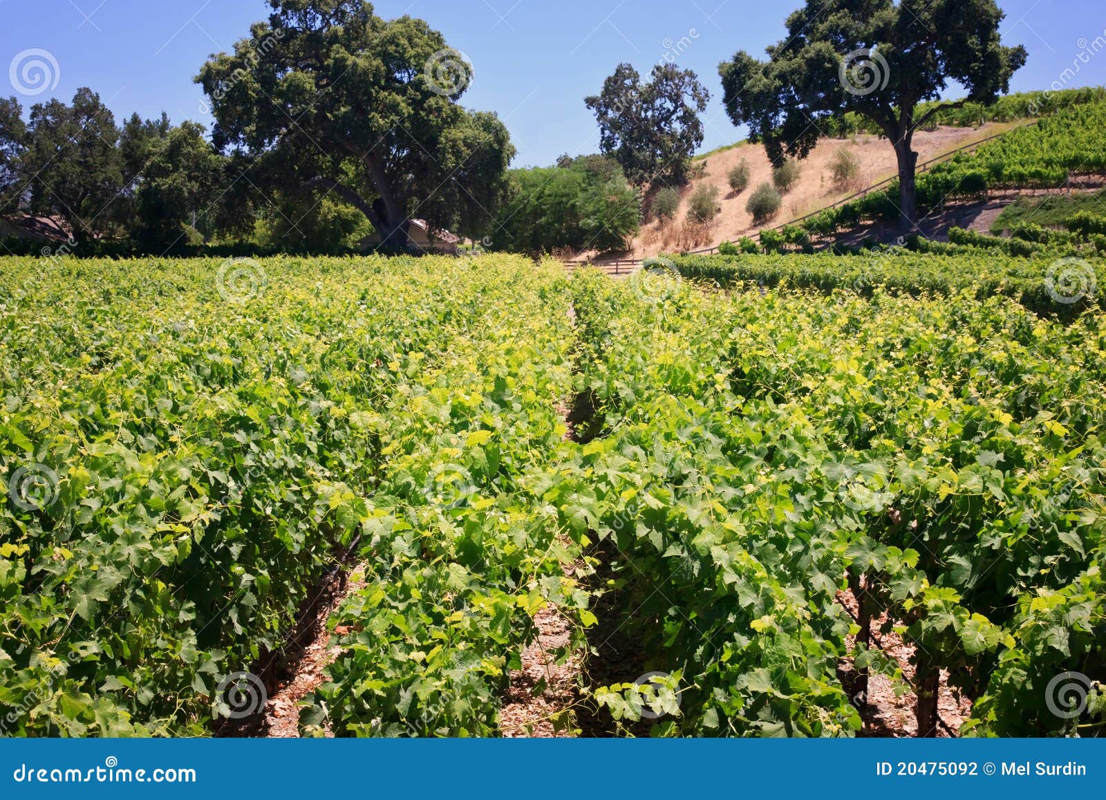 California Vineyard and Winery Stock Photo - Image of california, vines ...