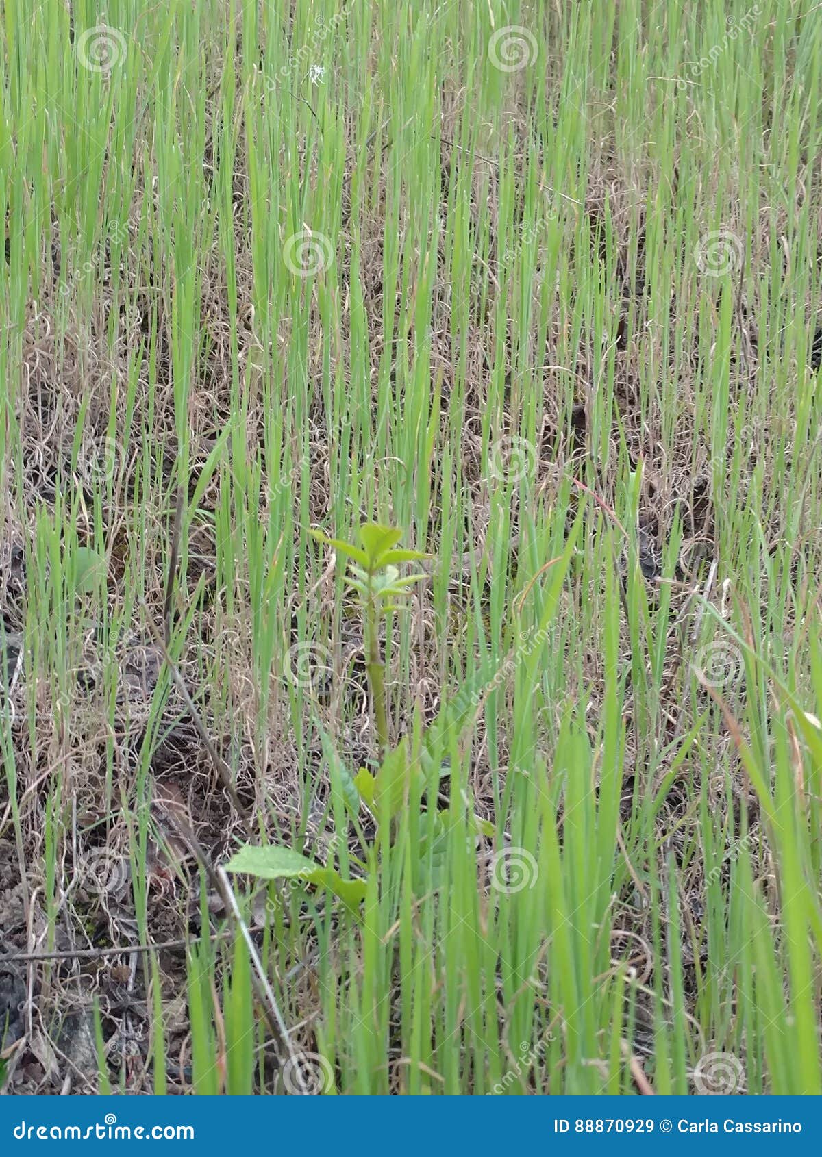California weeds editorial stock image. Image of field - 88870929
