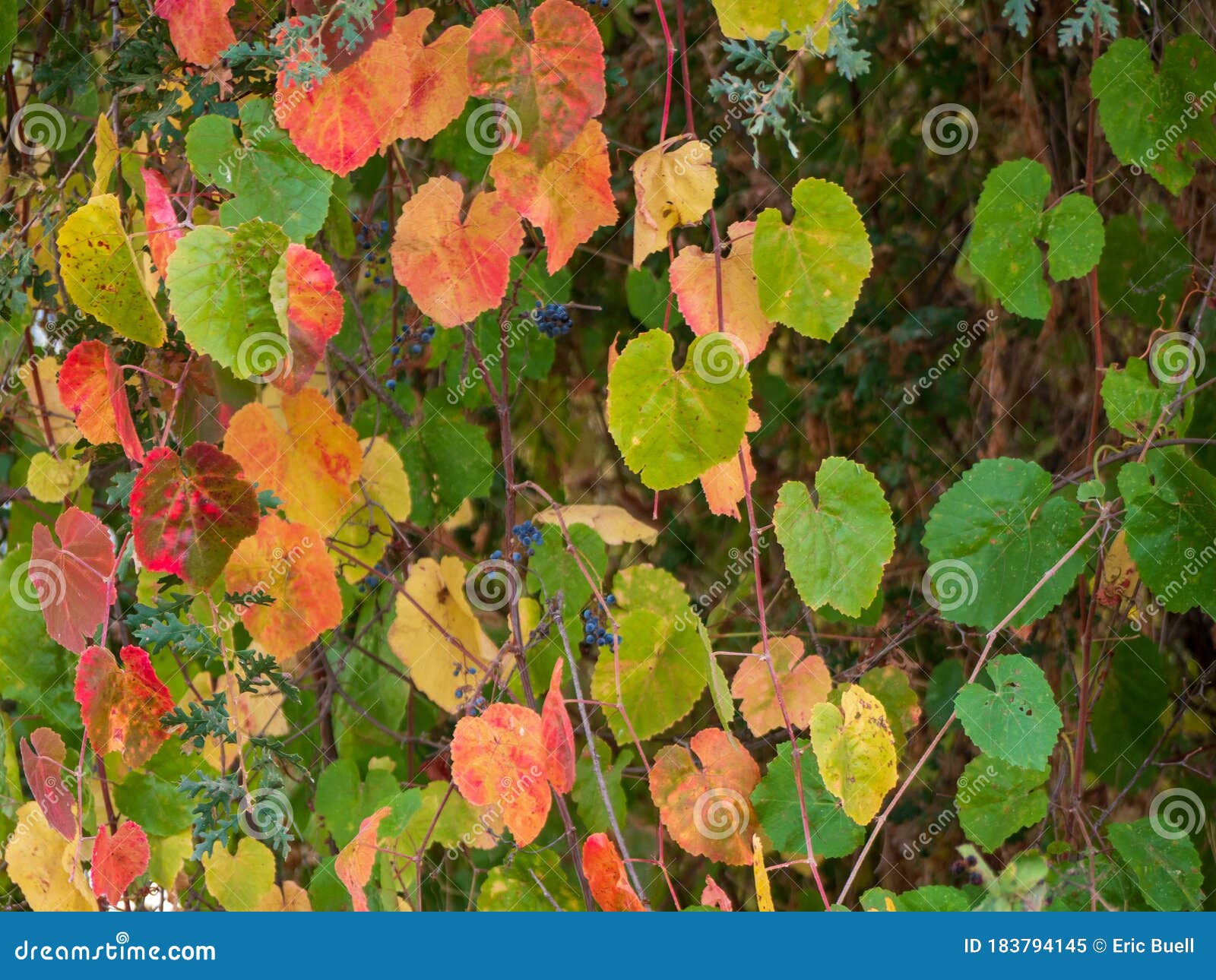 Wild grape leaves in fall stock image. Image of transition - 183794145