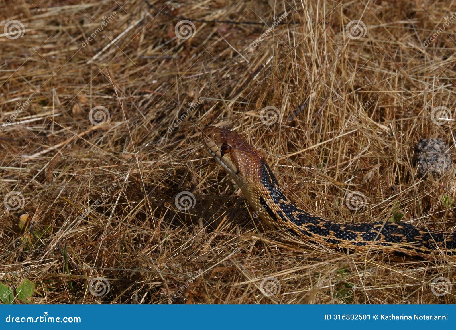 California Wildlife Series - Golden Eyed San Diego Gopher Snake ... California Wildlife Series - Golden Eyed San Diego Gopher Snake ...