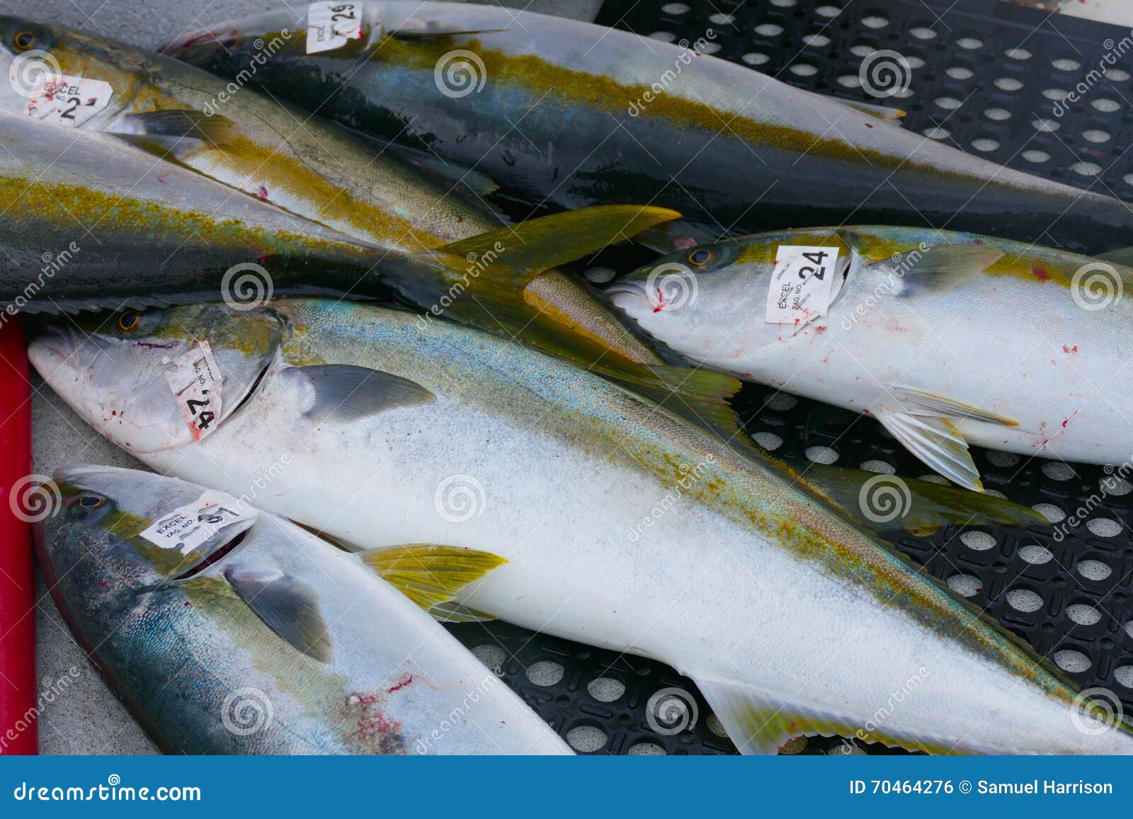California yellowtail fish stock photo. Image of sport - 70464276