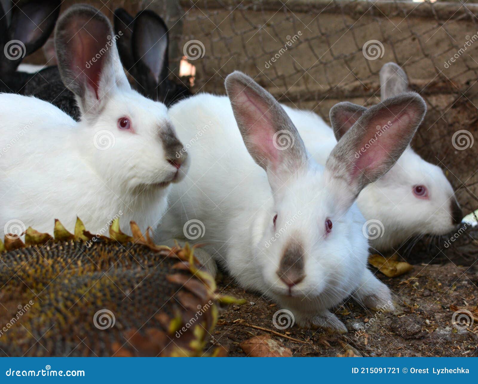 Californian breed rabbits stock image. Image of livestock - 215091721