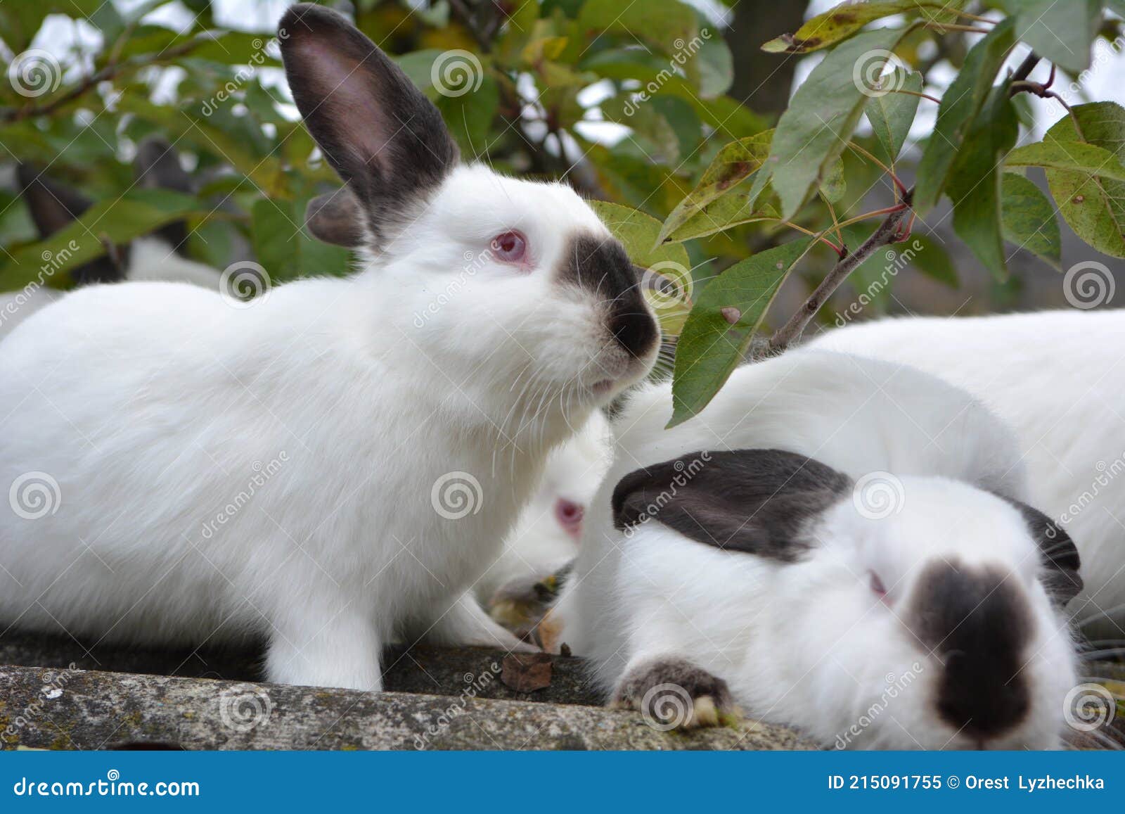 Californian breed rabbits stock image. Image of home - 215091755