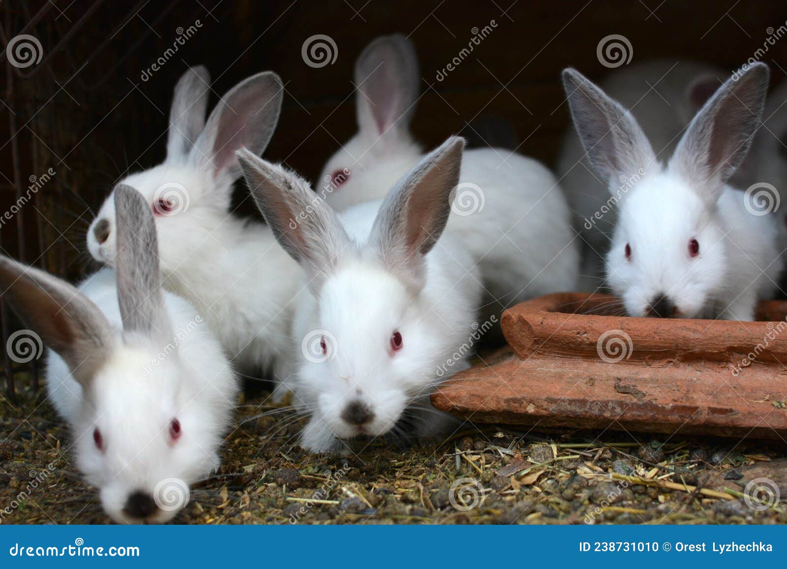 Californian breed rabbits stock photo. Image of rabbits - 238731010