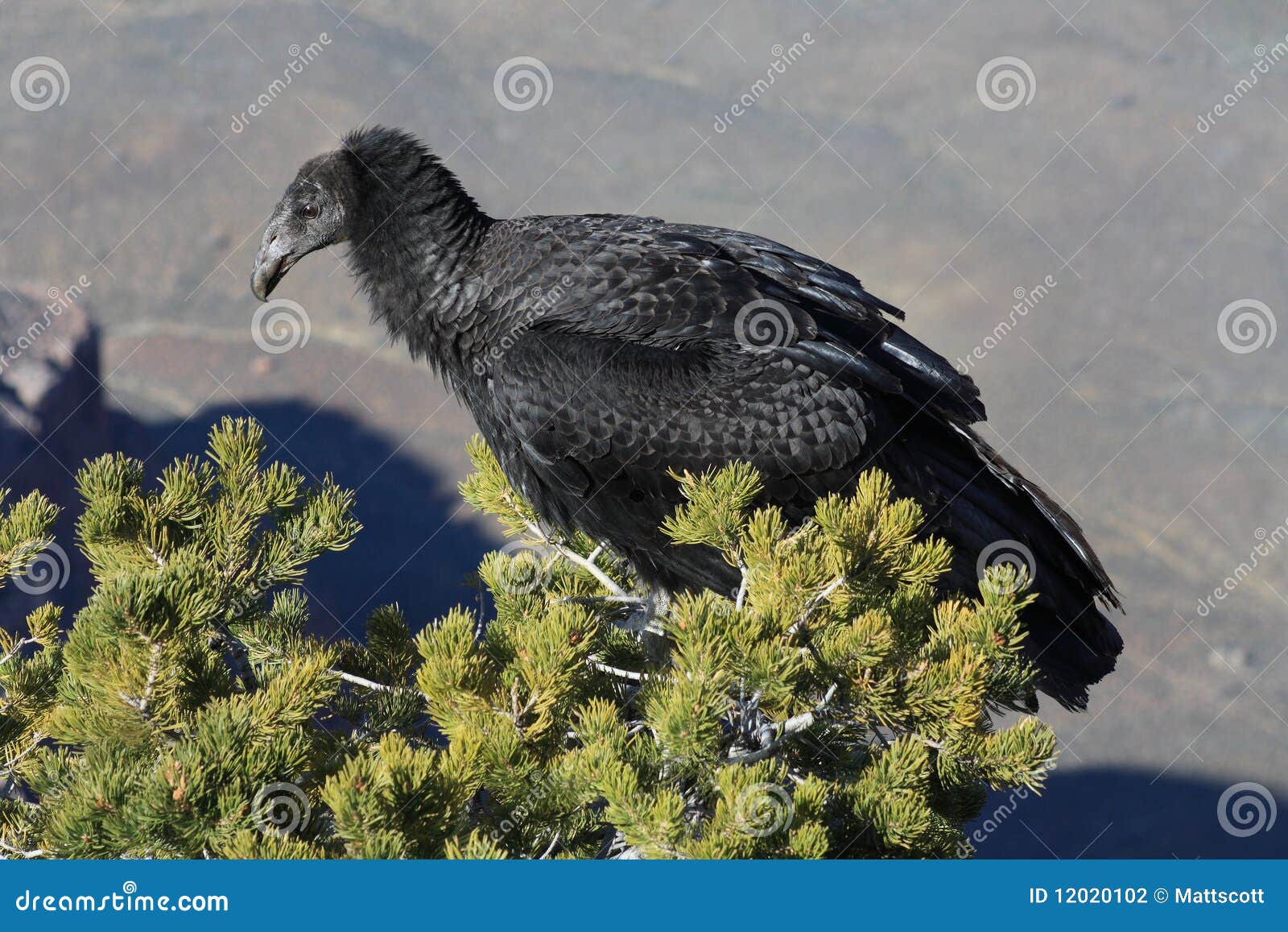 Californian Condor in tree stock photo. Image of californianus - 12020102