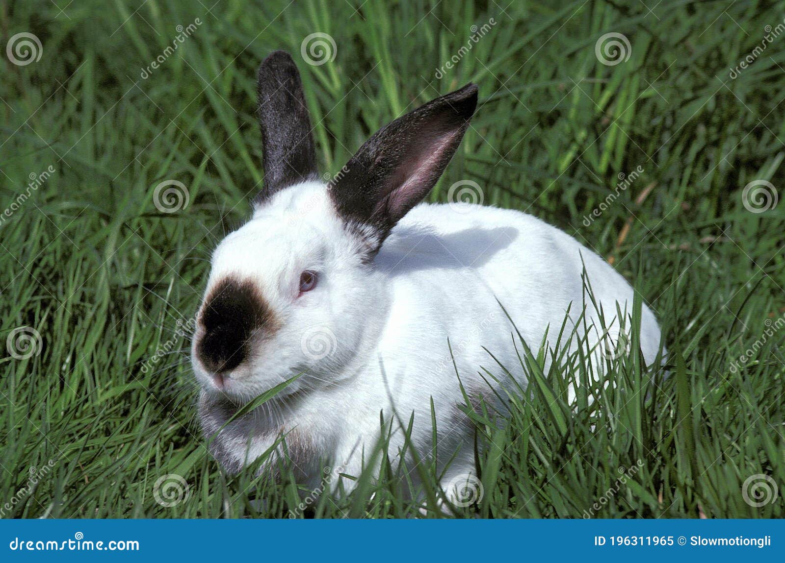 Californian Domestic Rabbit Stock Image - Image of californian, farming ...
