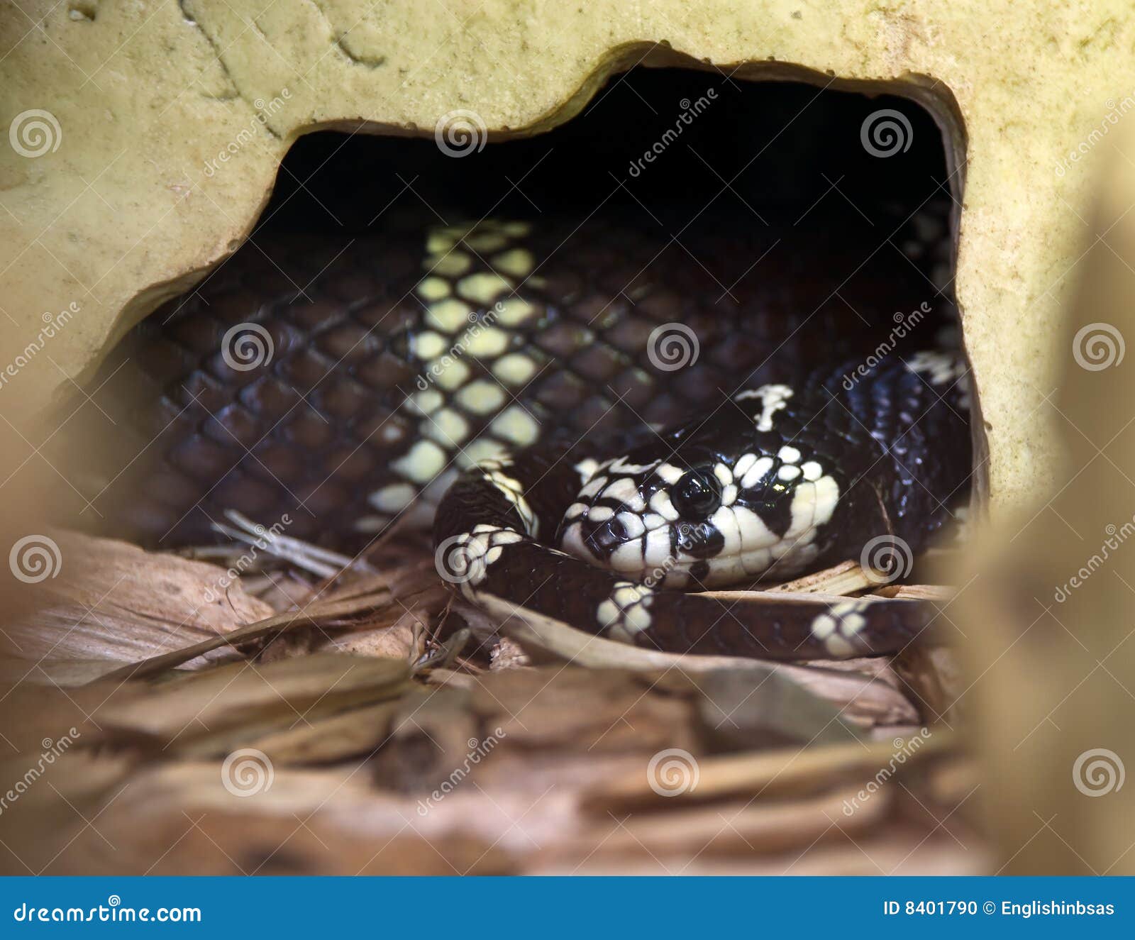 Californian King Snake stock photo. Image of snake, herpetology - 8401790