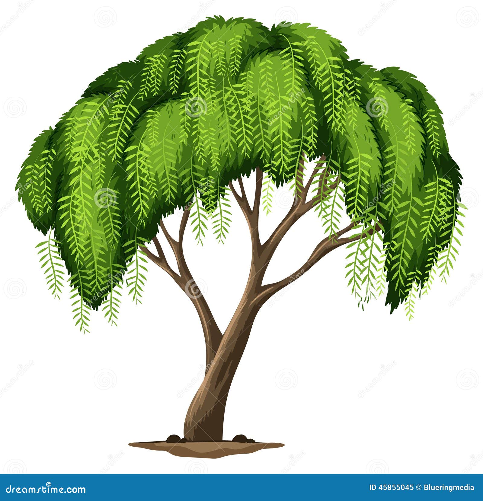 A Californian pepper tree stock vector. Illustration of graphic - 45855045