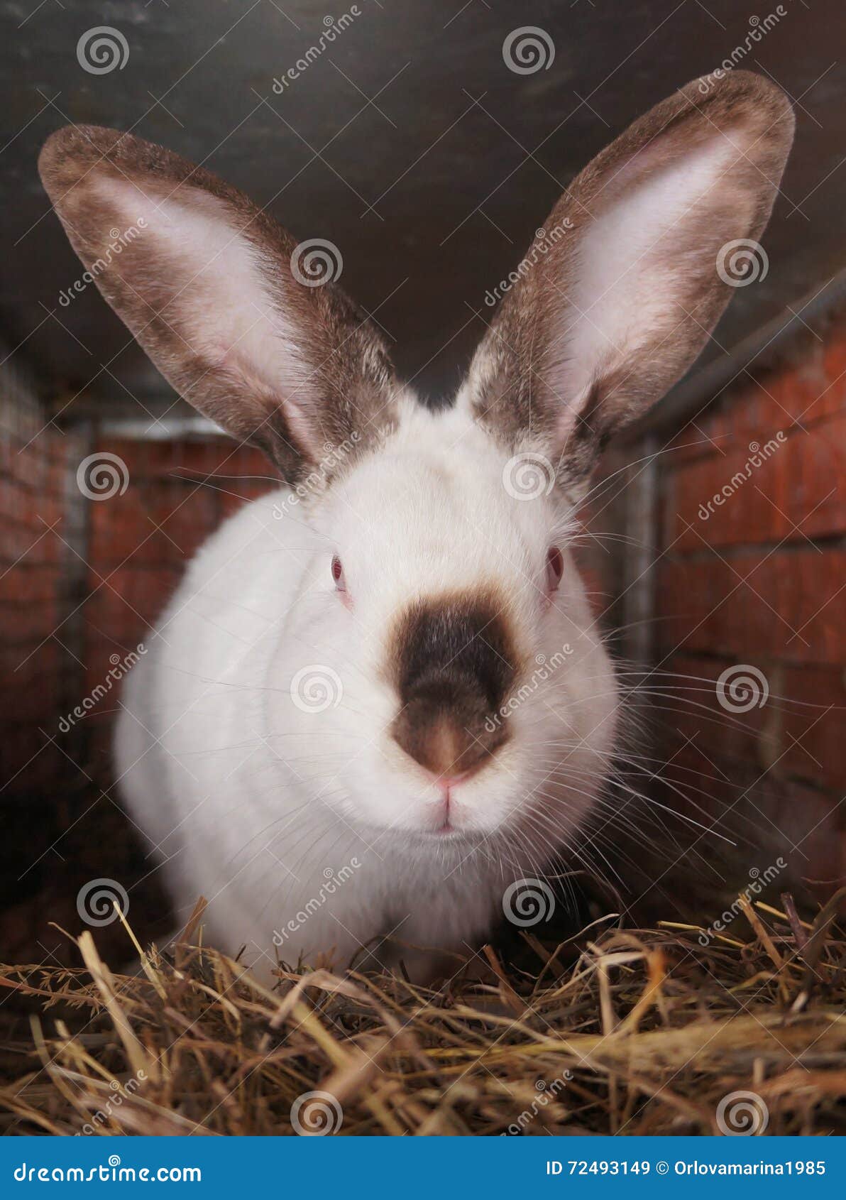 Californian rabbit breeds stock image. Image of mammals - 72493149