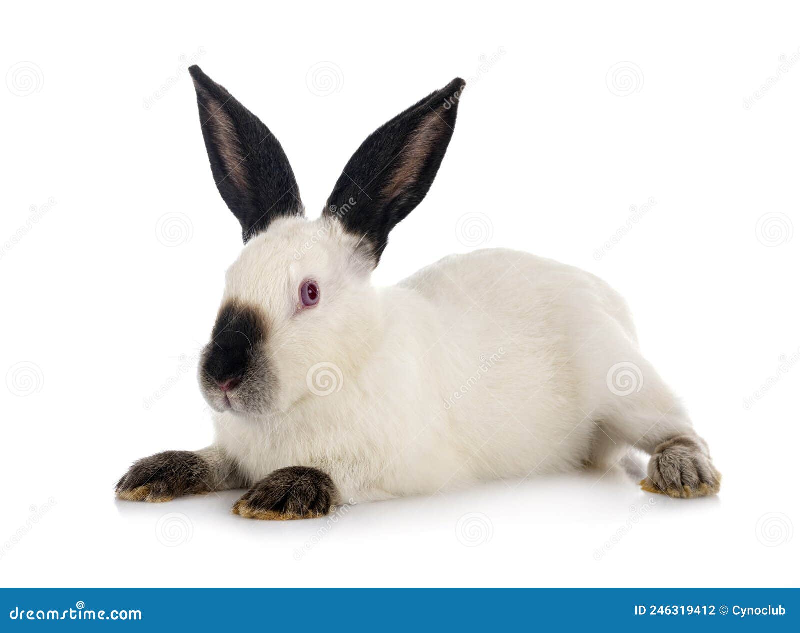 Californian Rabbit in Studio Stock Photo - Image of white, rural: 246319412