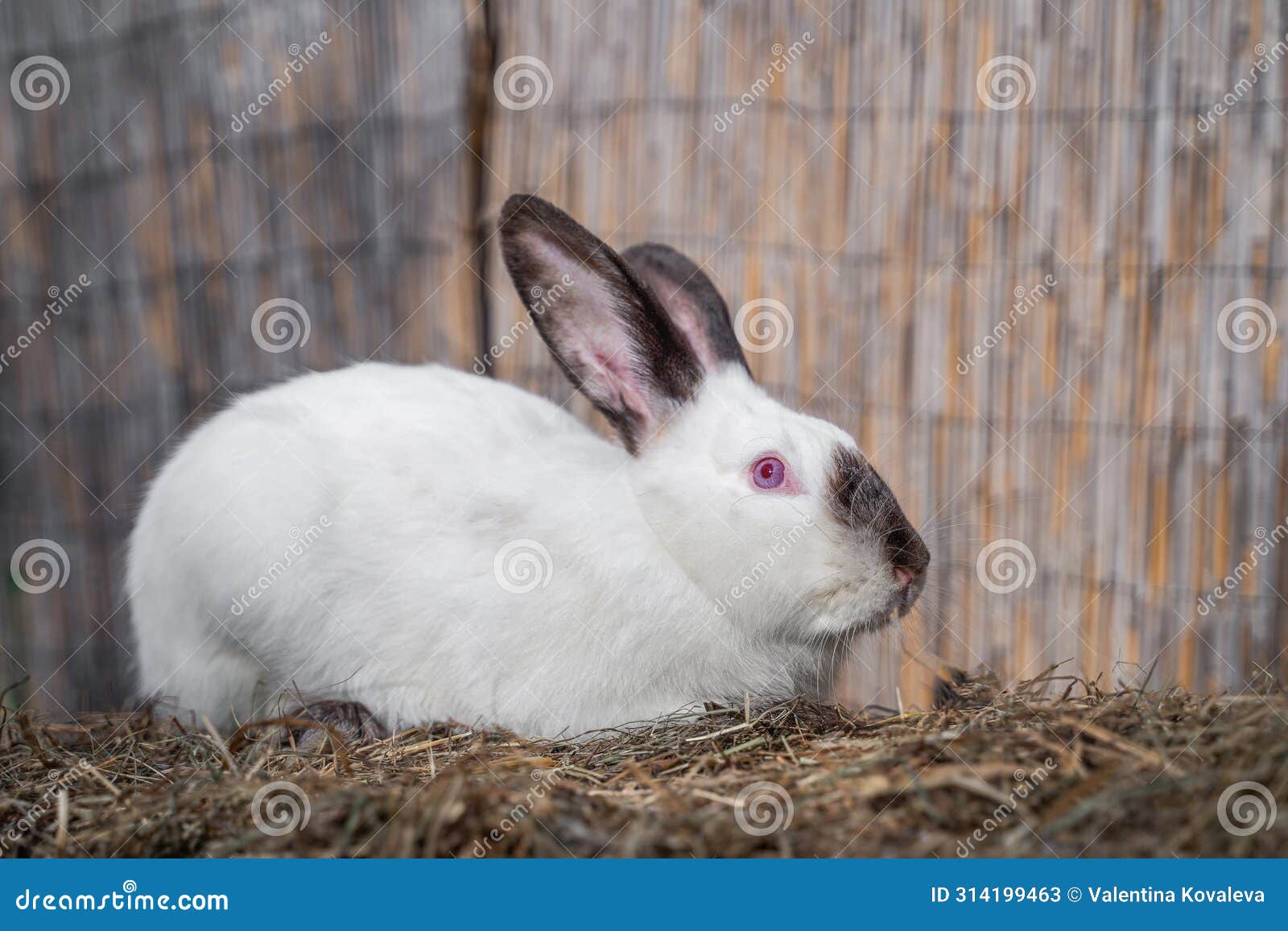 Californian Russian Medium Sized Rabbit Sitting on a Hay before Easter ...